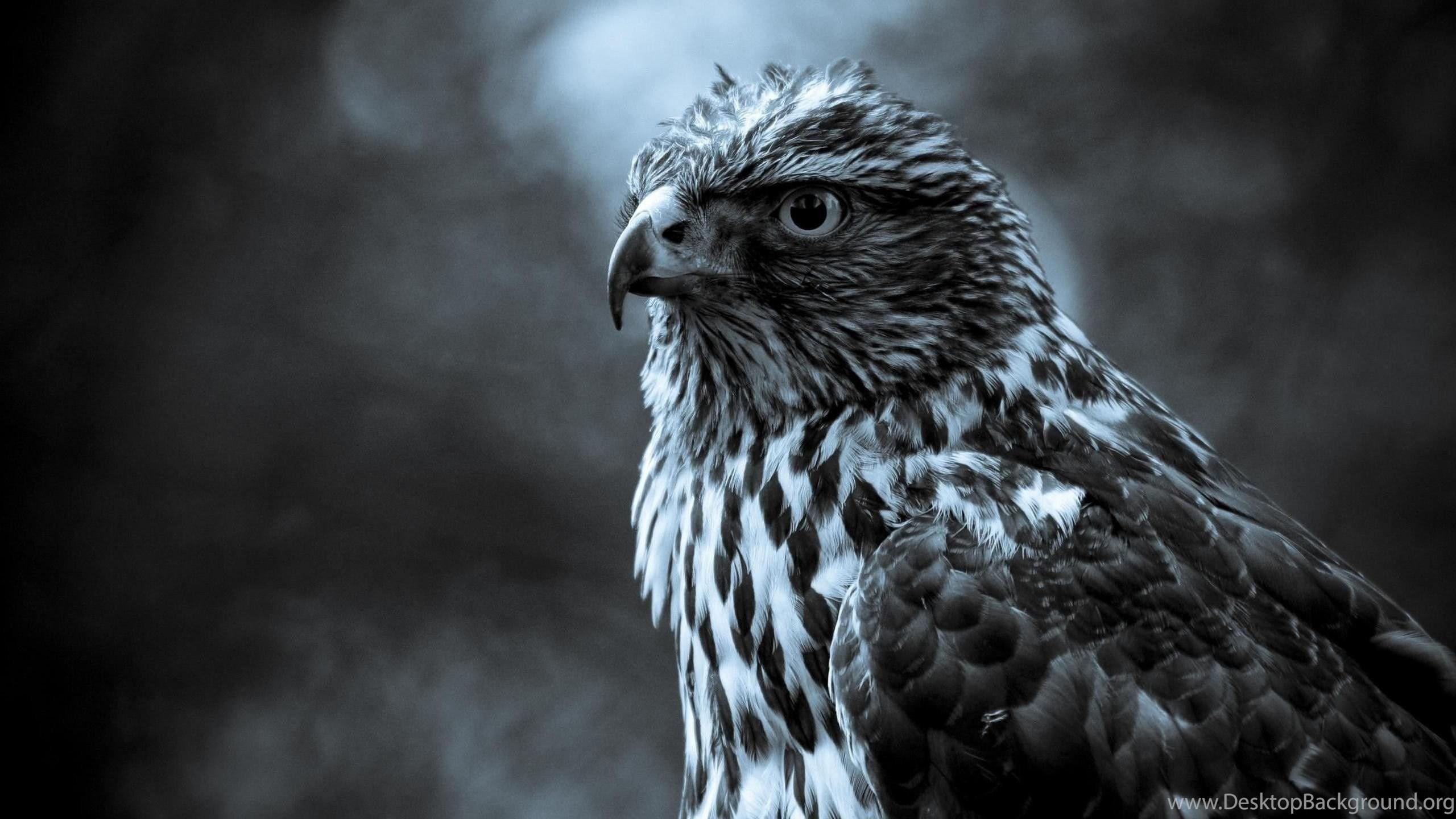 Black Eagel HD Wallpapers - Top Free Black Eagel HD Backgrounds ...
