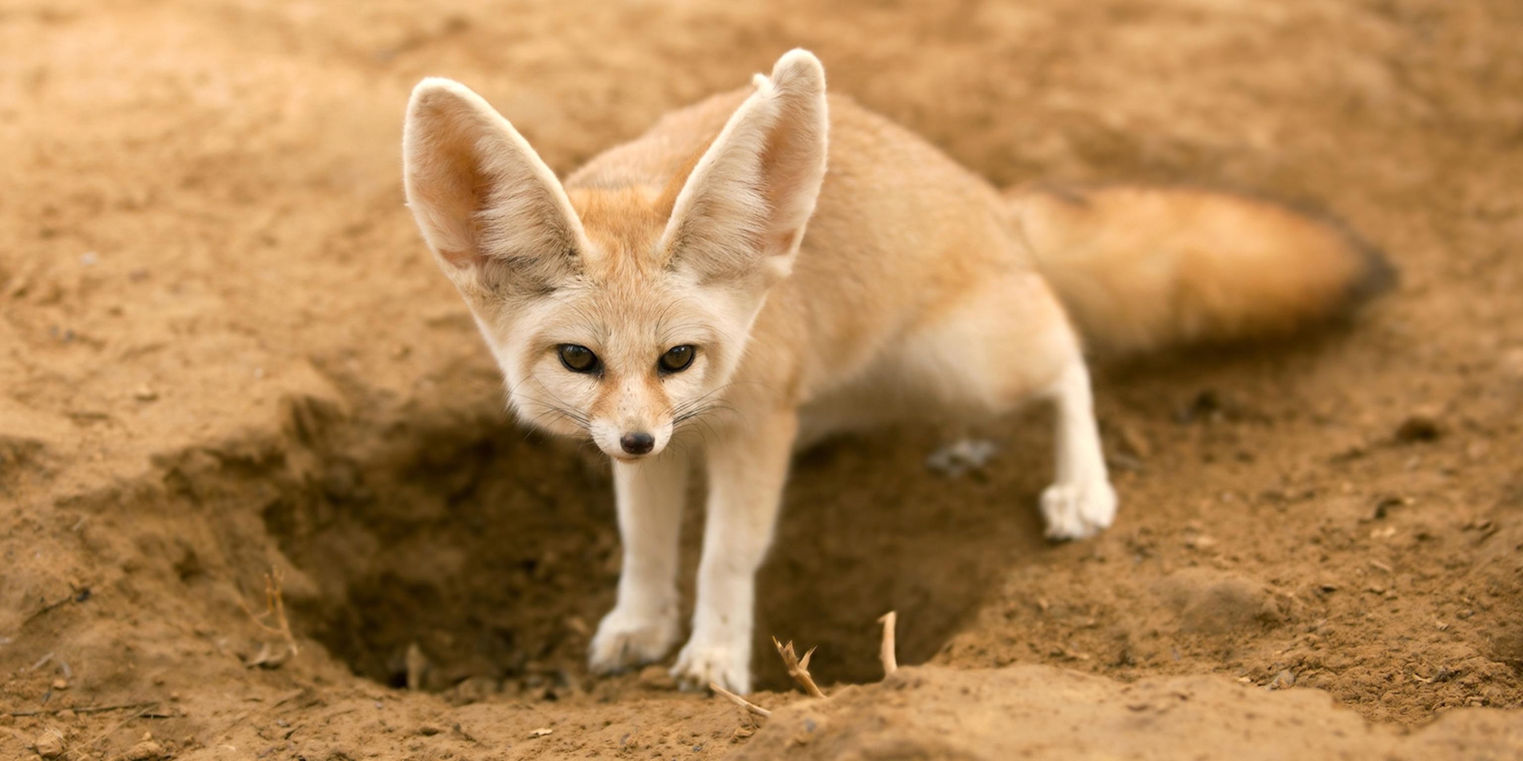 Desert Fox Wallpapers - Top Free Desert Fox Backgrounds - WallpaperAccess