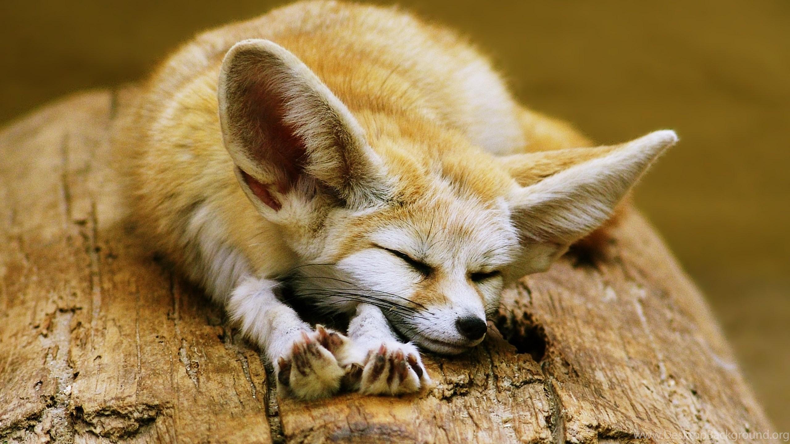 Desert Fox Wallpapers - Top Free Desert Fox Backgrounds - WallpaperAccess