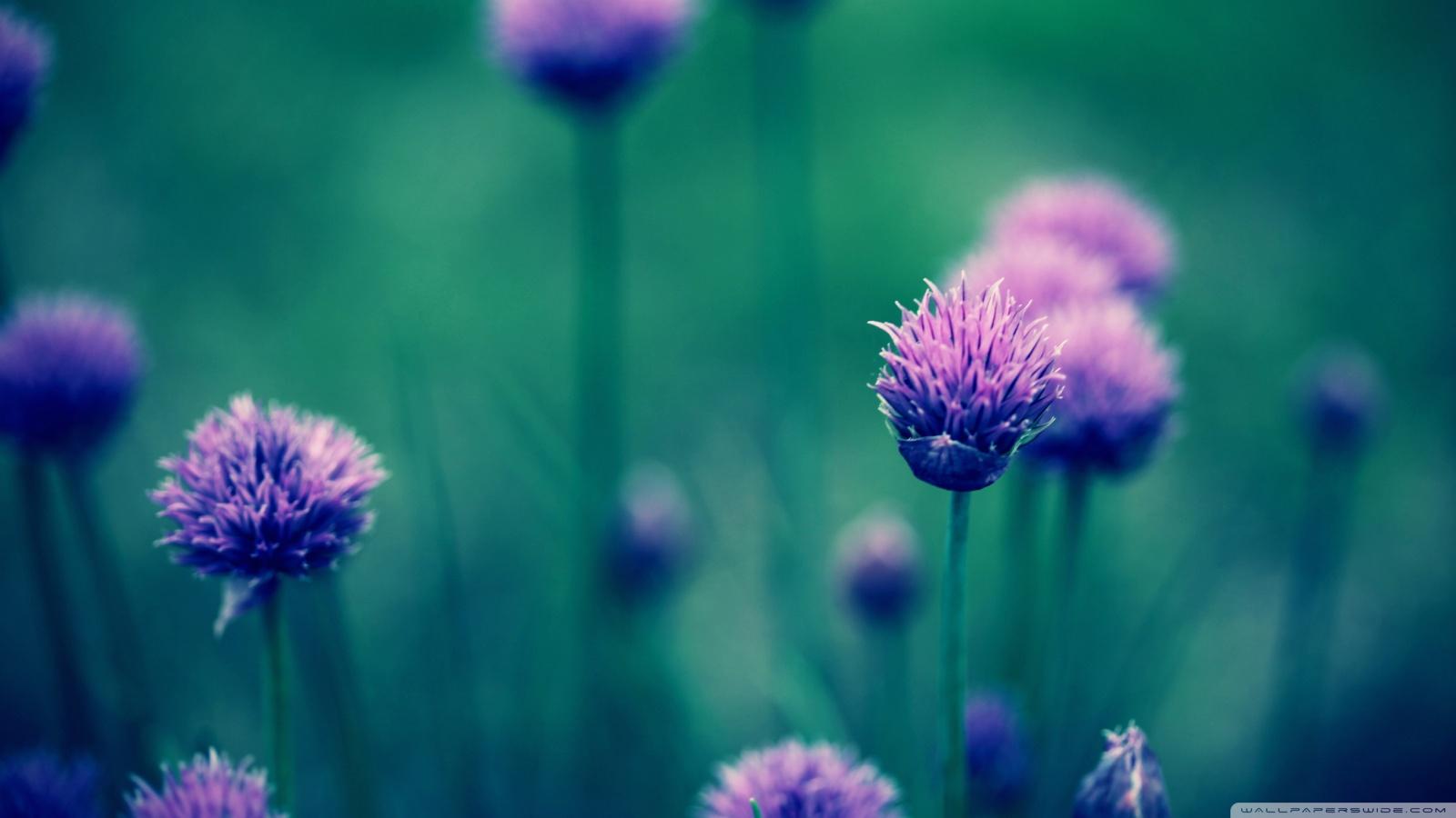 Flower Game Wallpapers - Top Free Flower Game Backgrounds - WallpaperAccess