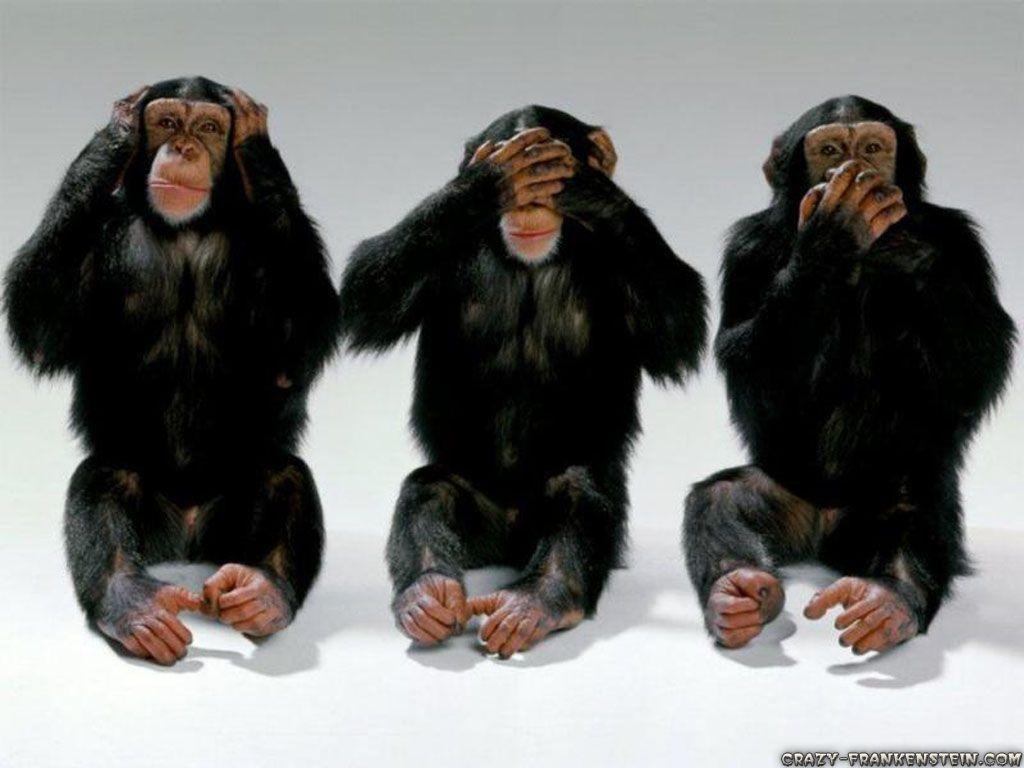 Crazy Monkey Wallpapers - Top Free Crazy Monkey Backgrounds ...