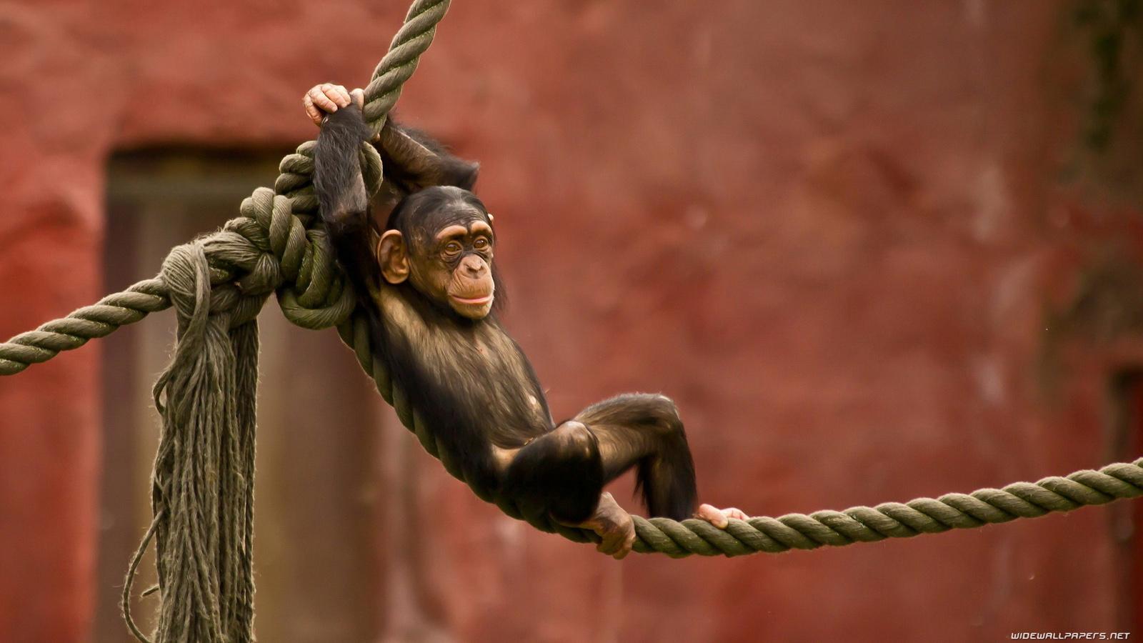 Crazy Monkey Wallpapers - Top Free Crazy Monkey Backgrounds ...