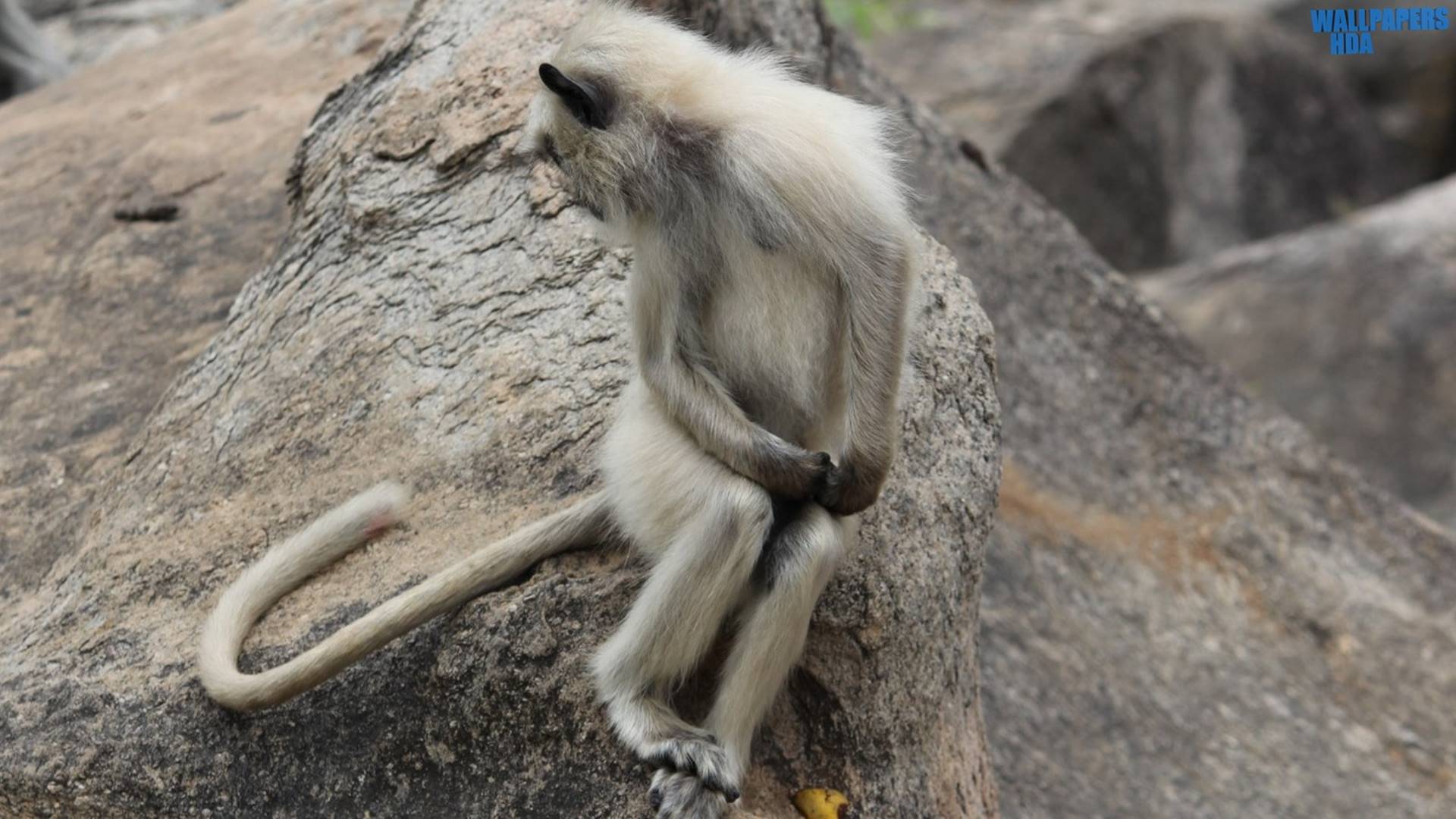 Crazy Monkey Wallpapers - Top Free Crazy Monkey Backgrounds ...