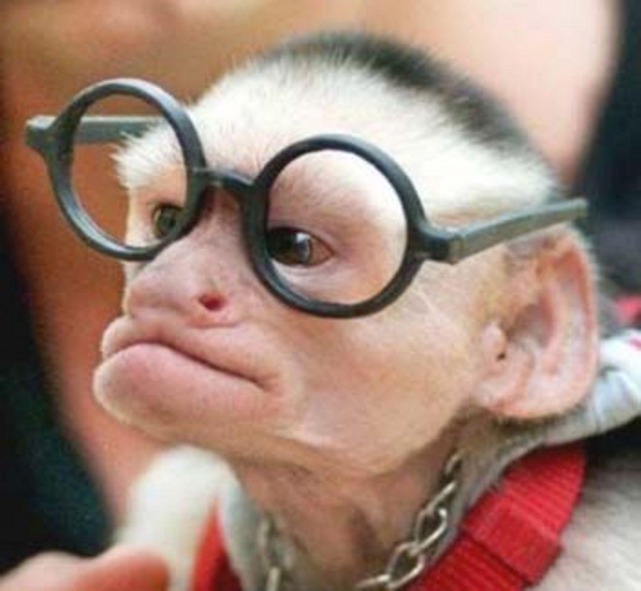 Crazy Monkey Wallpapers - Top Free Crazy Monkey Backgrounds ...