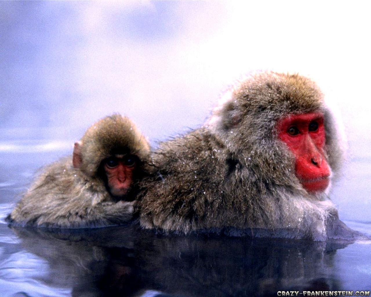 Crazy Monkey Wallpapers - Top Free Crazy Monkey Backgrounds ...