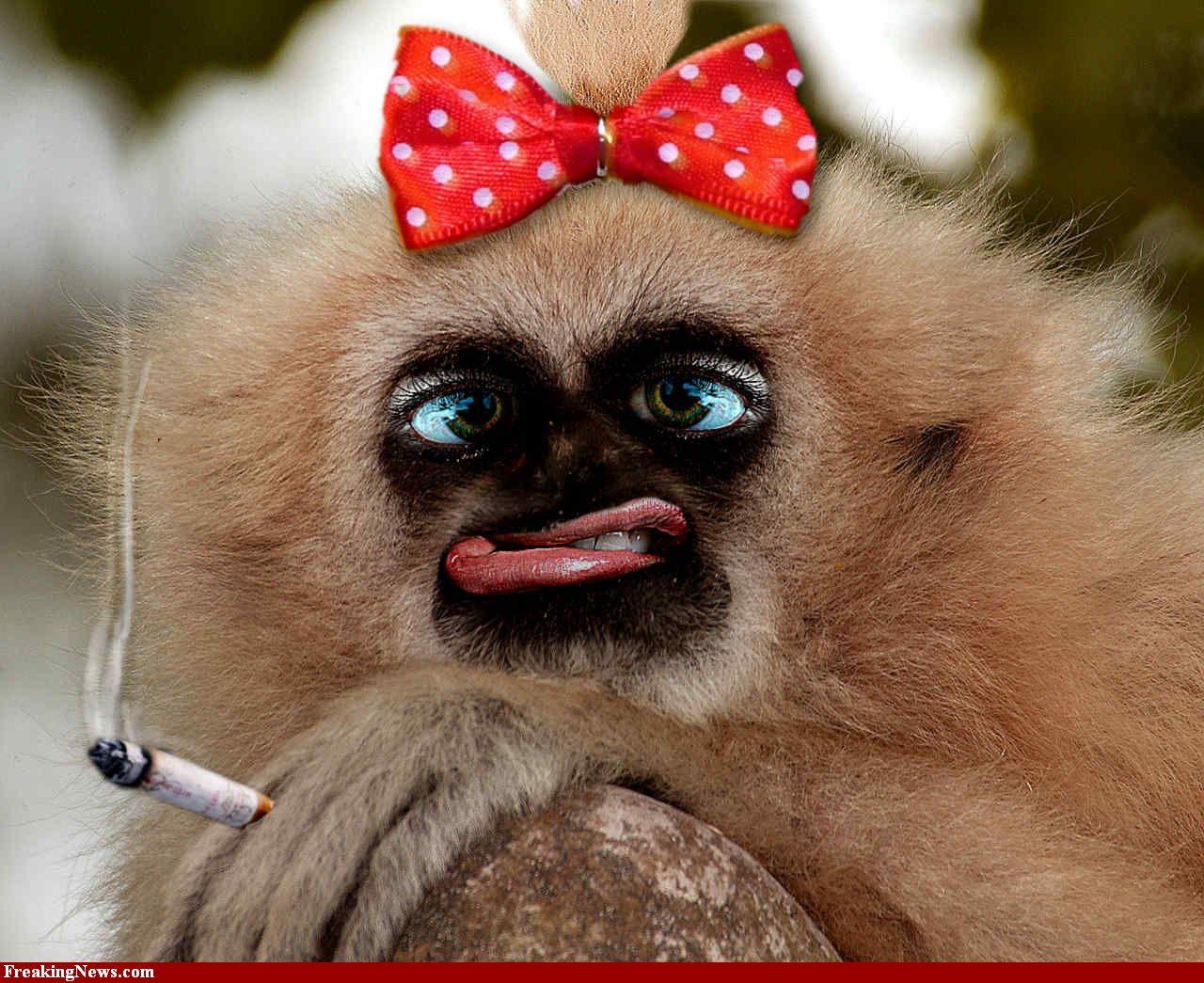 Crazy Monkey Wallpapers - Top Free Crazy Monkey Backgrounds ...