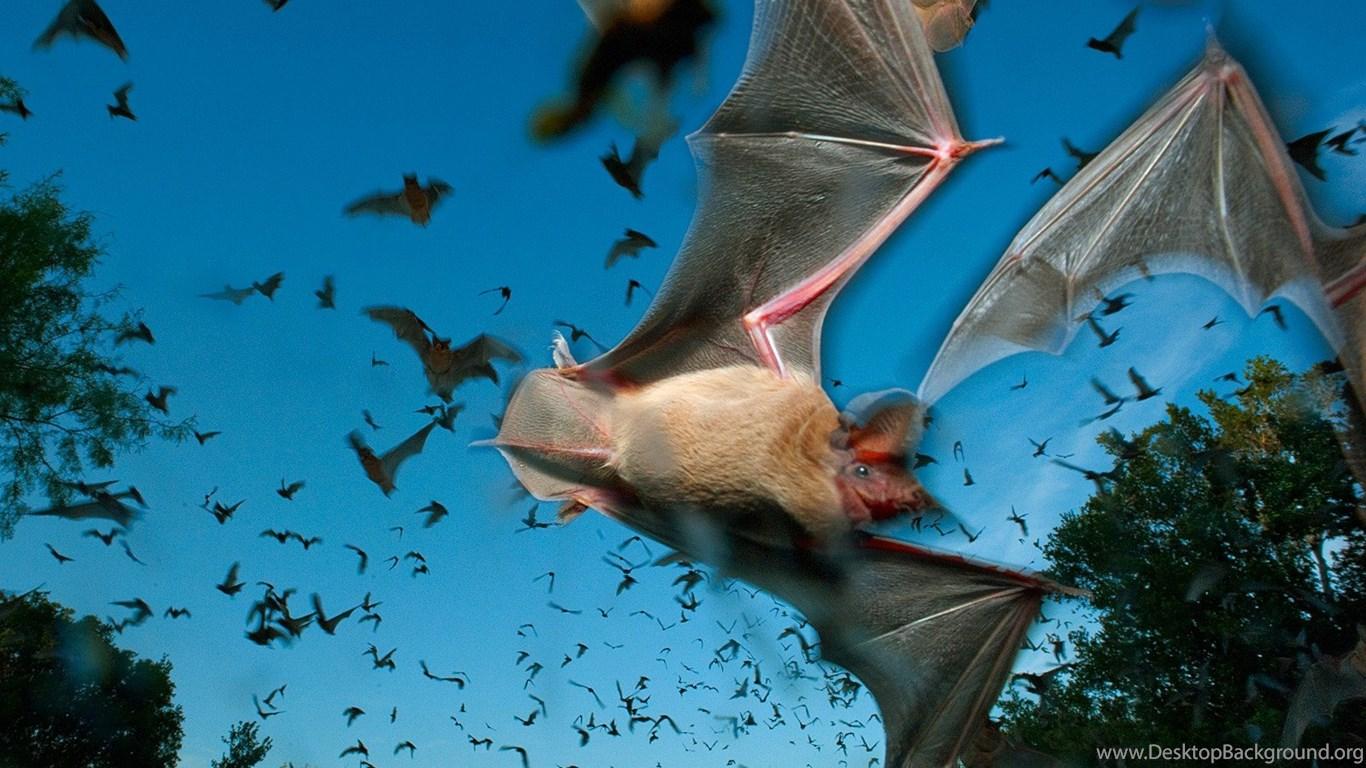 Animal Bat Wallpapers - Top Free Animal Bat Backgrounds - WallpaperAccess