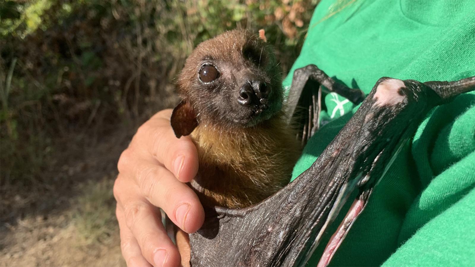 Animal Bat Wallpapers - Top Free Animal Bat Backgrounds - WallpaperAccess