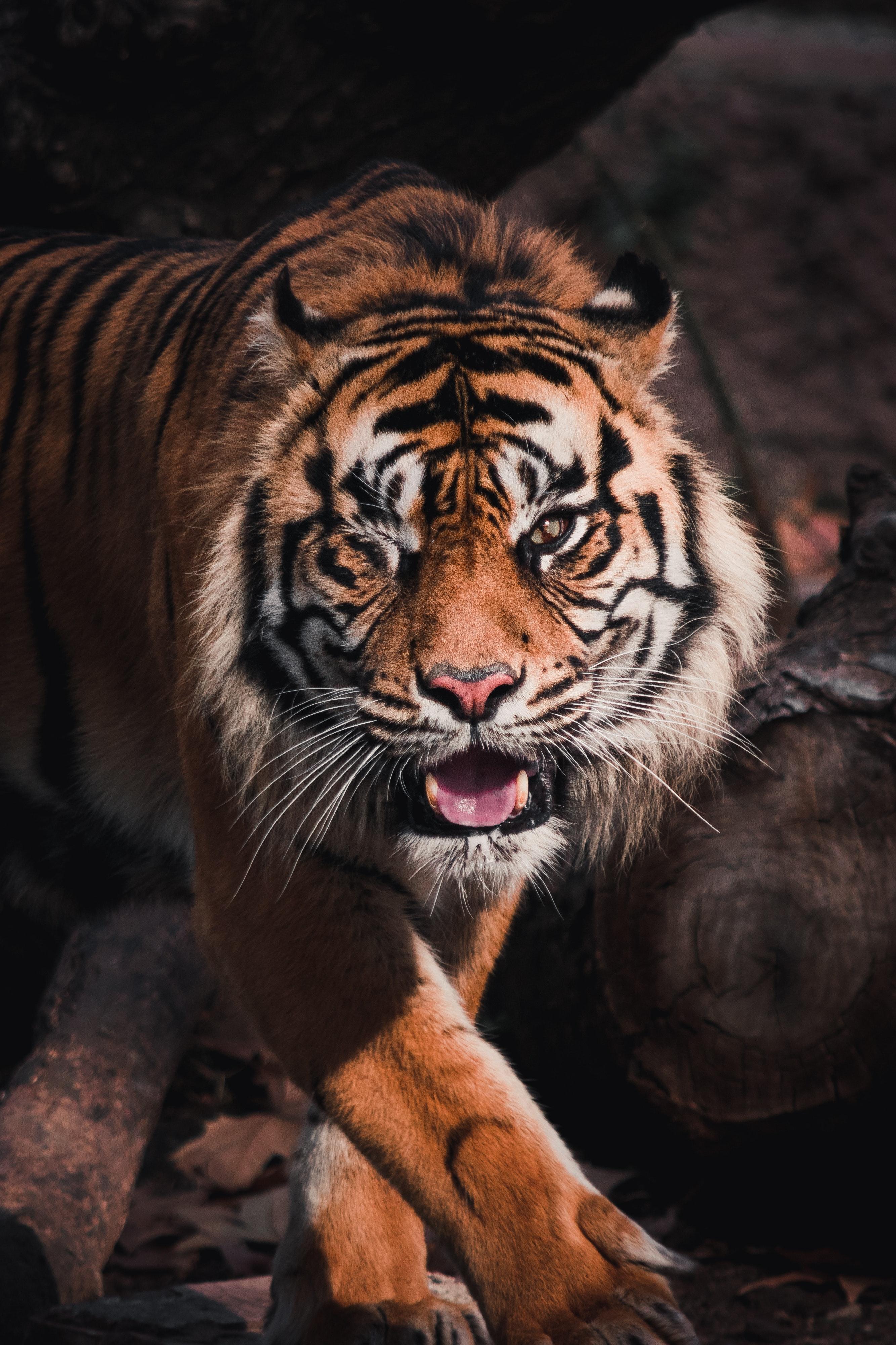 Royal Bengal Tiger Wallpapers - Top Free Royal Bengal Tiger Backgrounds ...