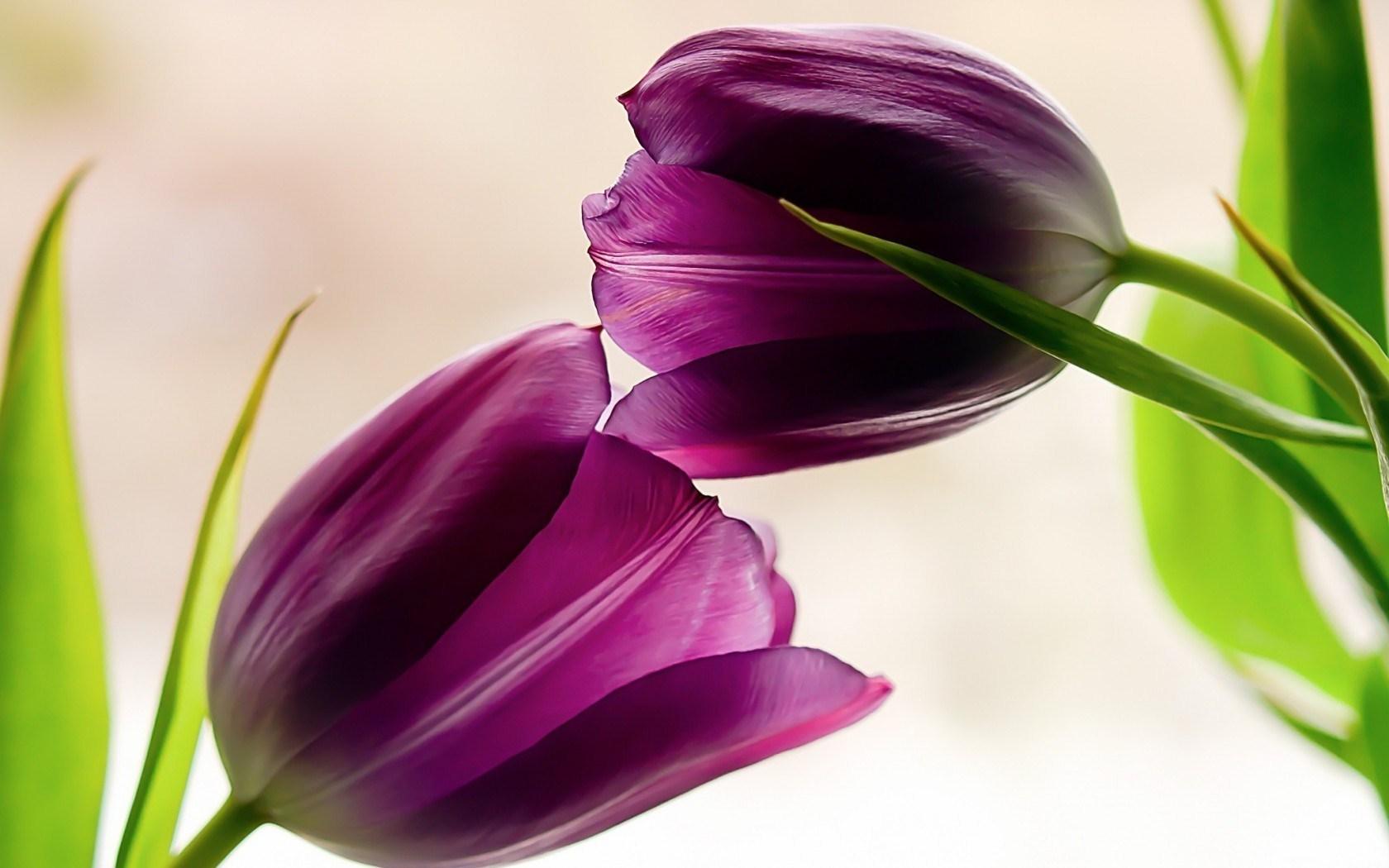 Purple Tulips HD Wallpapers - Top Free Purple Tulips HD Backgrounds ...