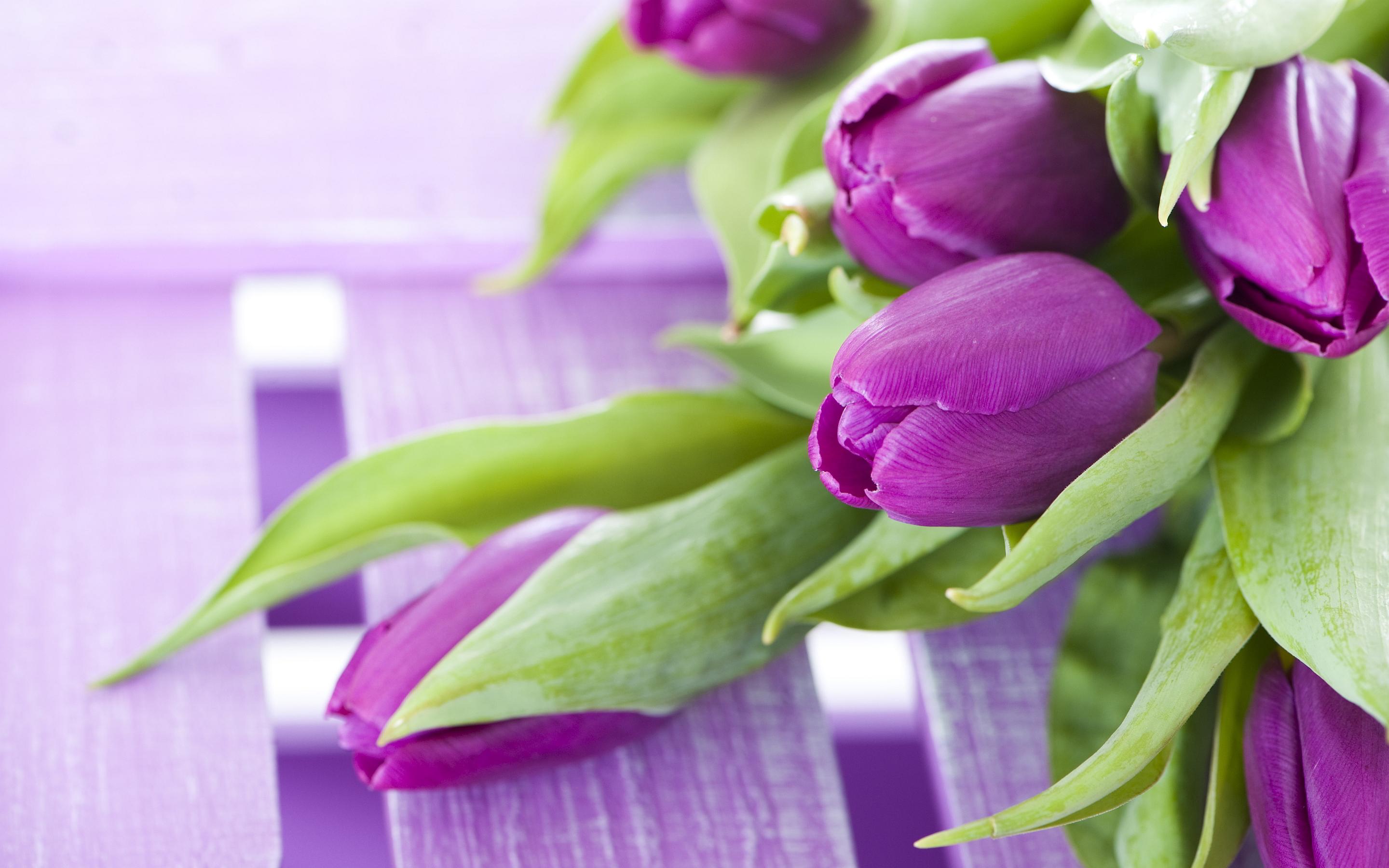 Purple Tulips HD Wallpapers - Top Free Purple Tulips HD Backgrounds ...