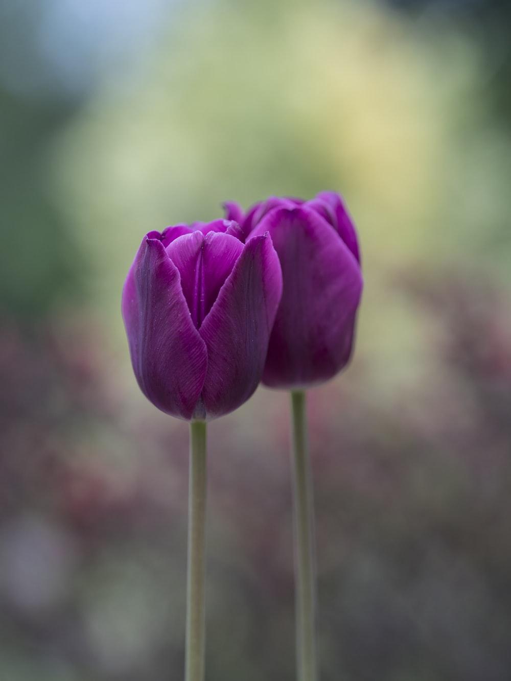Purple Tulips HD Wallpapers - Top Free Purple Tulips HD Backgrounds ...