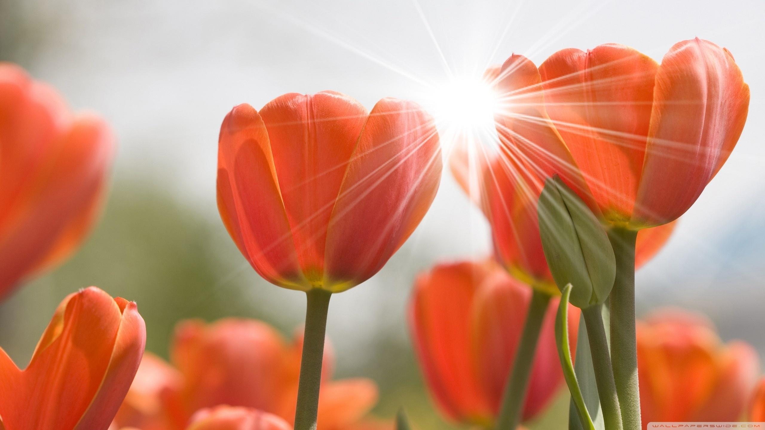Orange Tulips HD Wallpapers - Top Free Orange Tulips HD Backgrounds ...