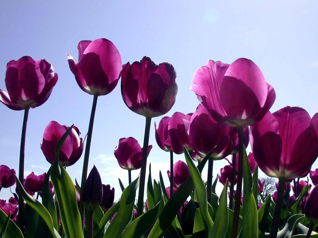 Purple Tulips HD Wallpapers - Top Free Purple Tulips HD Backgrounds ...