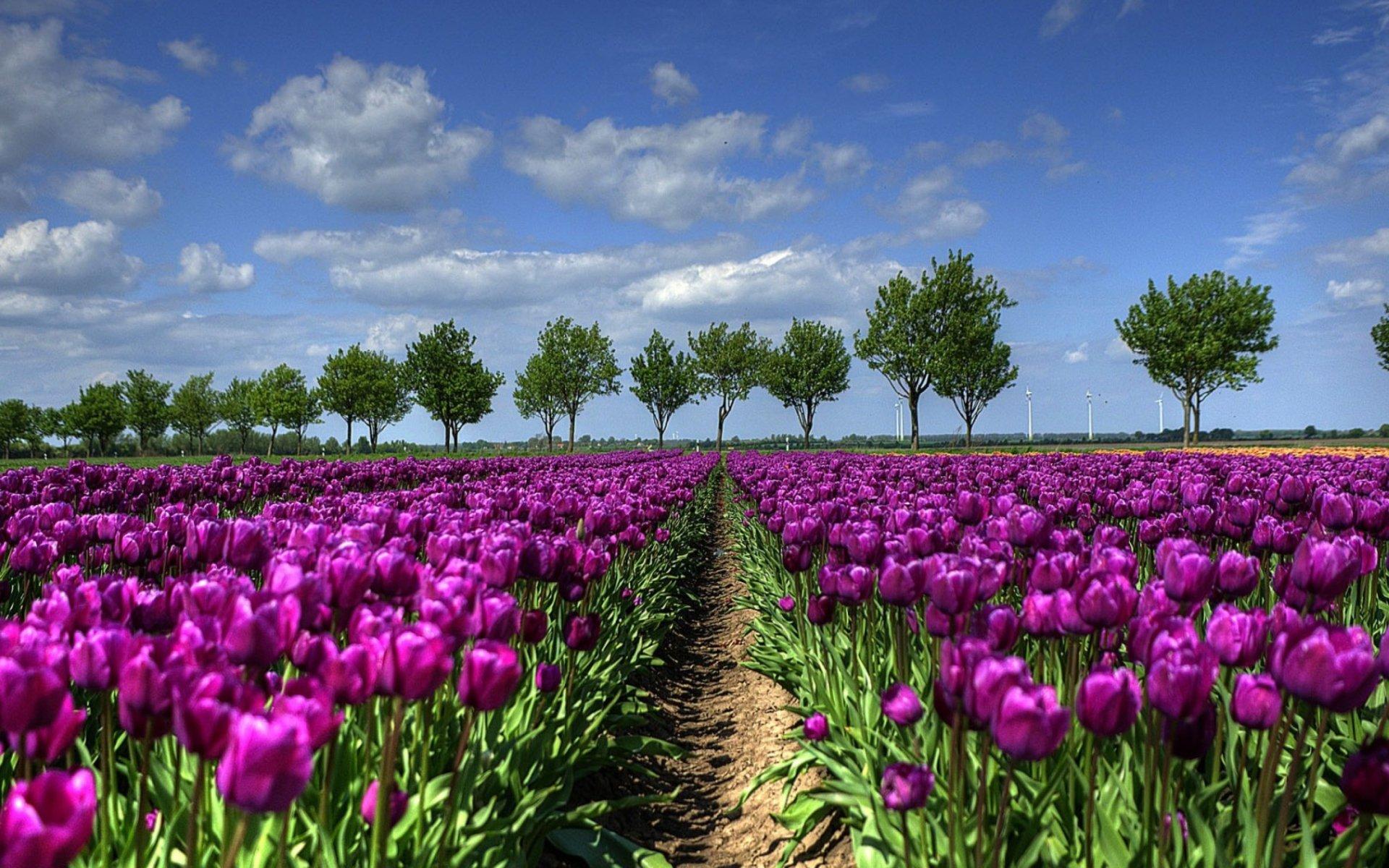 Purple Tulips HD Wallpapers - Top Free Purple Tulips HD Backgrounds ...