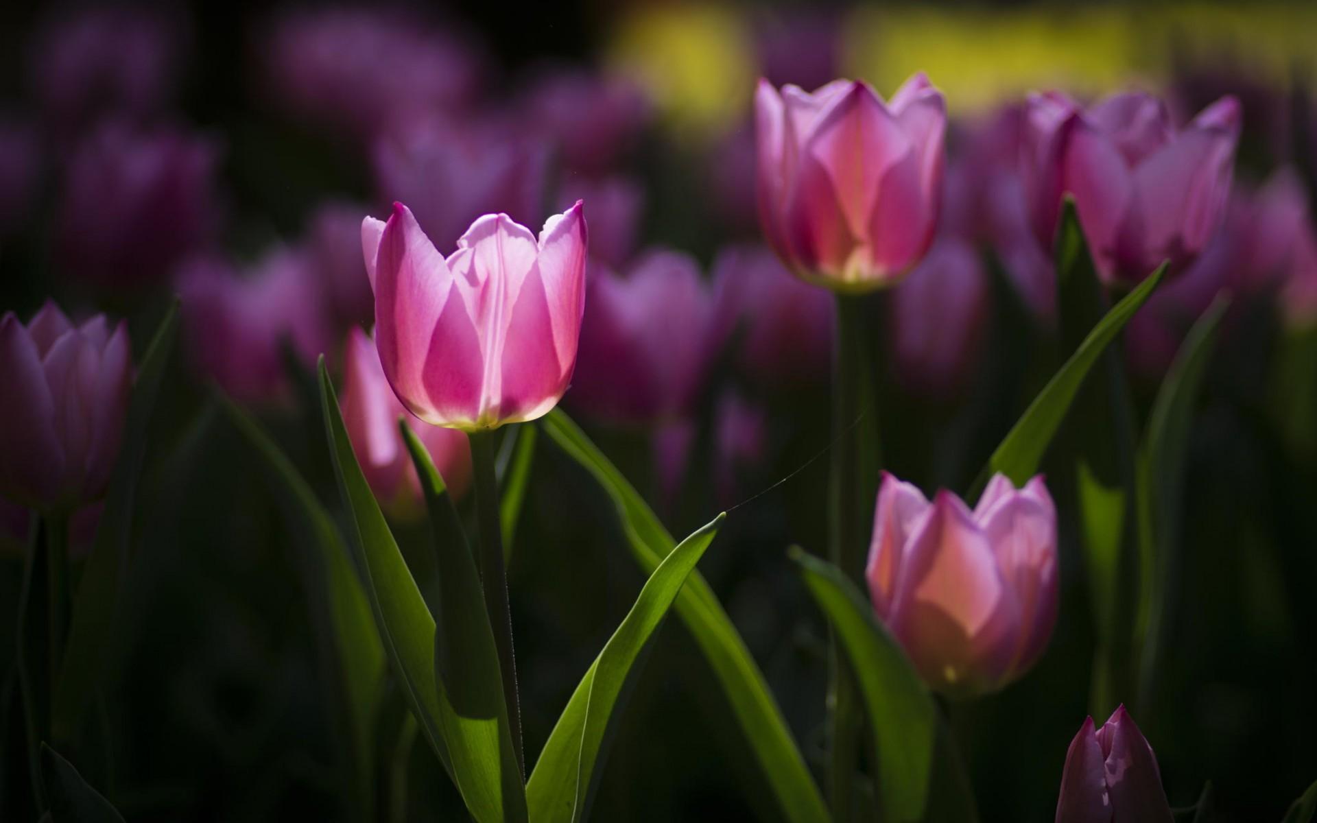 Purple Tulips HD Wallpapers - Top Free Purple Tulips HD Backgrounds ...