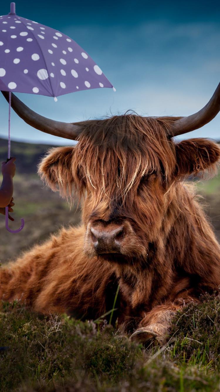 Awesome Cow Wallpapers - Top Free Awesome Cow Backgrounds - WallpaperAccess