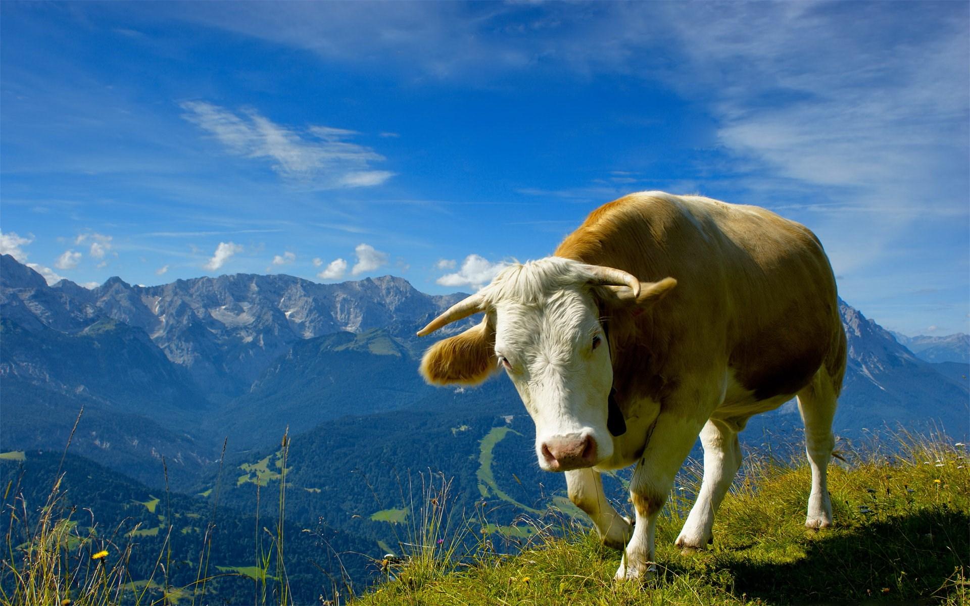Awesome Cow Wallpapers - Top Free Awesome Cow Backgrounds - WallpaperAccess