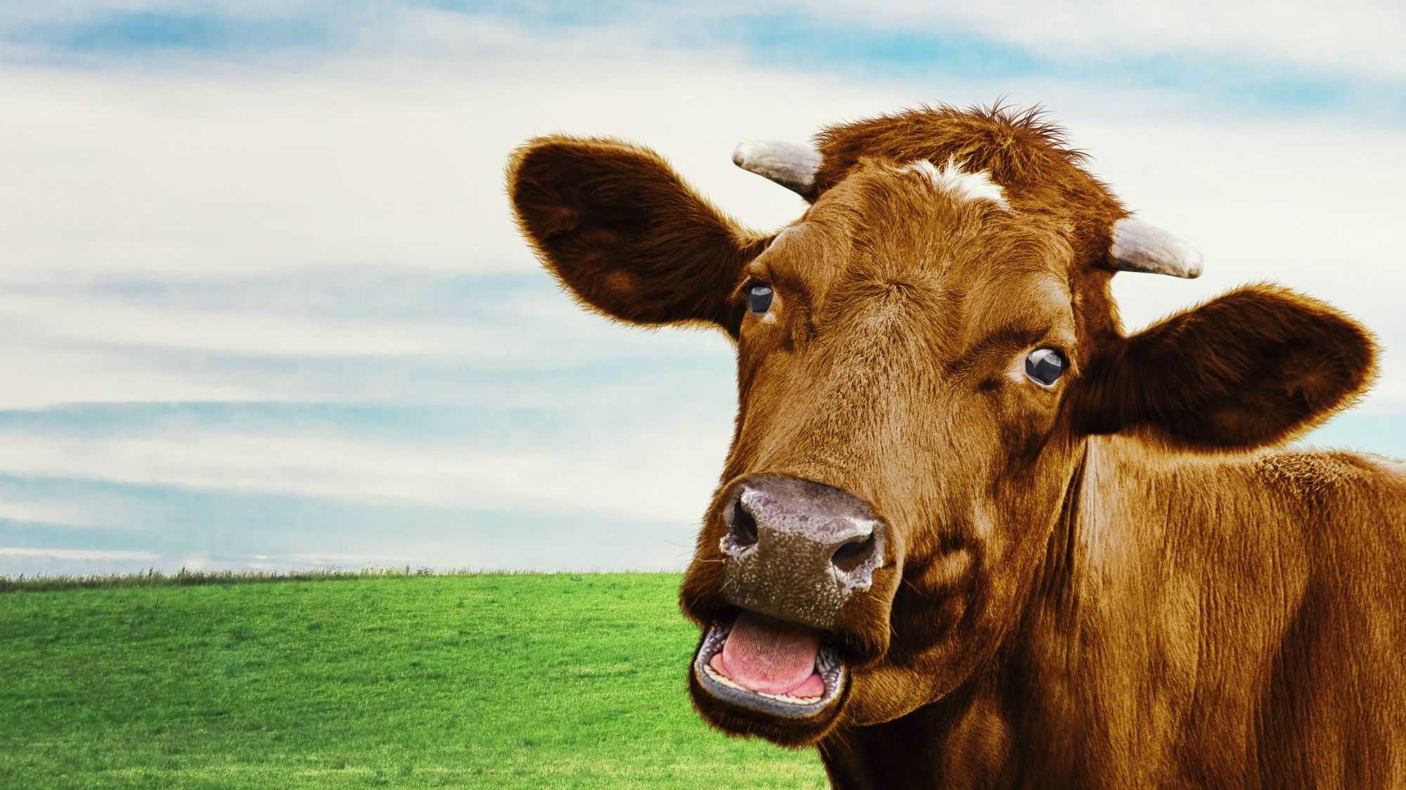 Awesome Cow Wallpapers - Top Free Awesome Cow Backgrounds - WallpaperAccess