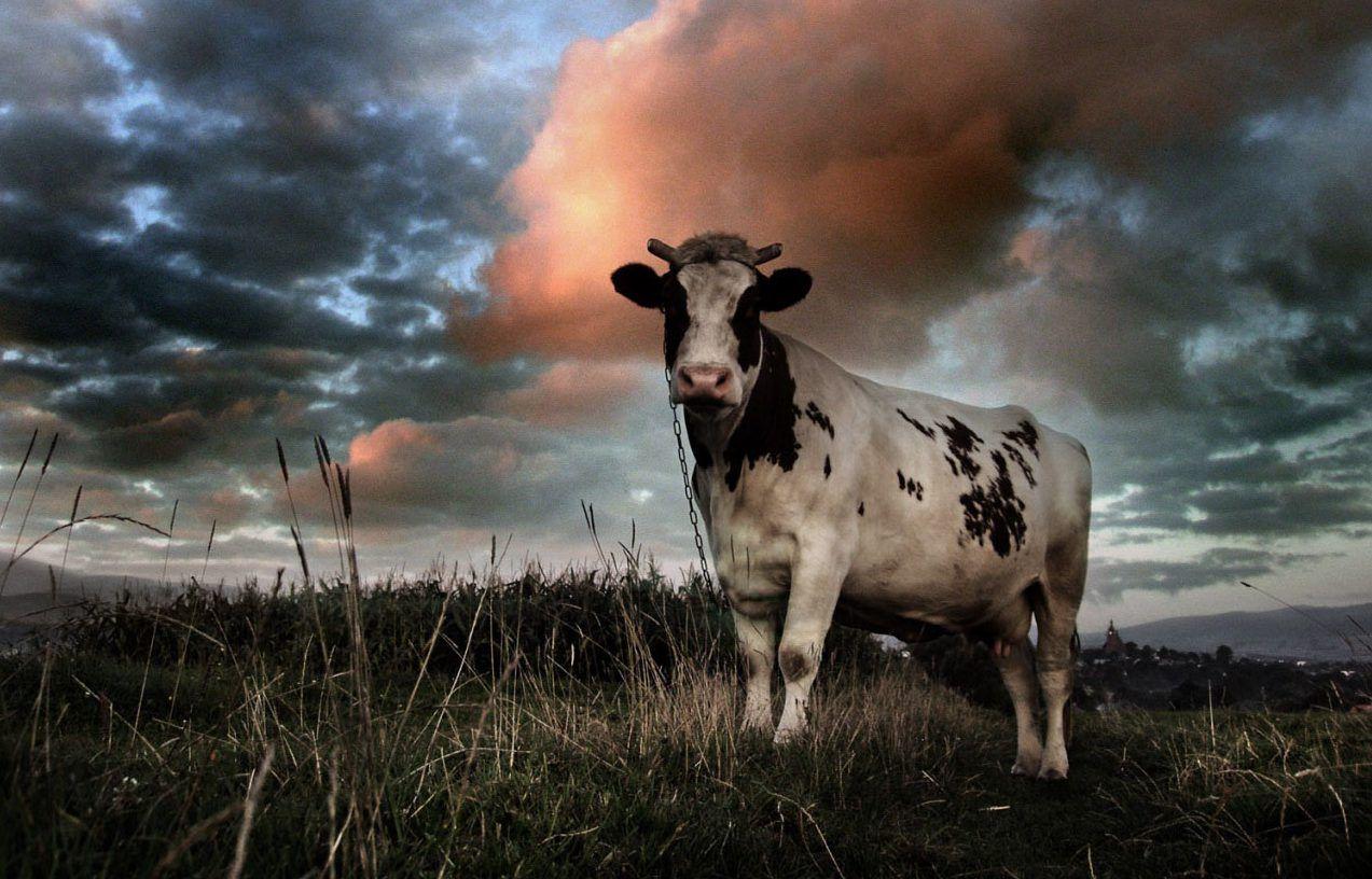 Awesome Cow Wallpapers - Top Free Awesome Cow Backgrounds - WallpaperAccess