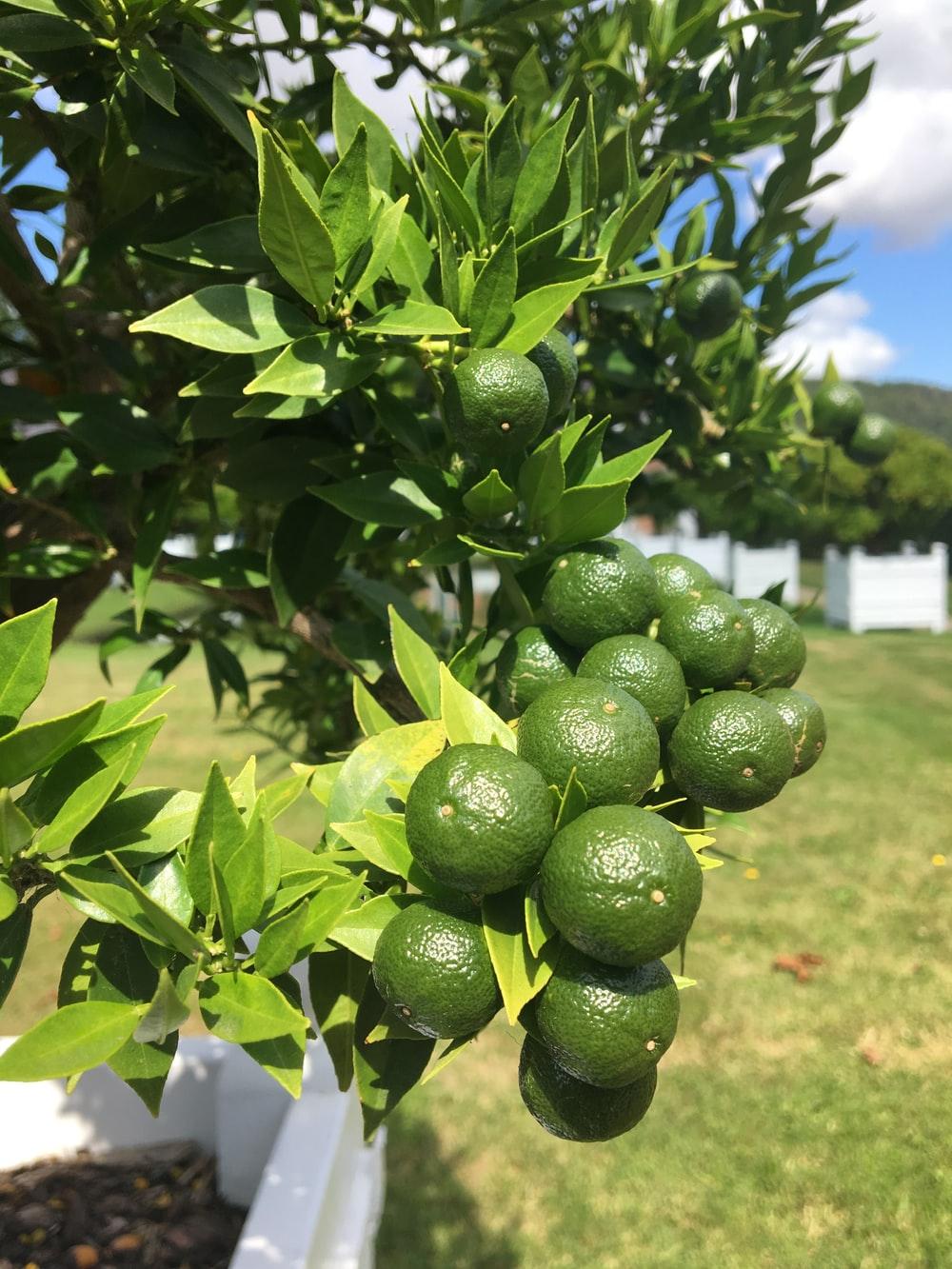 Citrus Tree Wallpapers - Top Free Citrus Tree Backgrounds - WallpaperAccess
