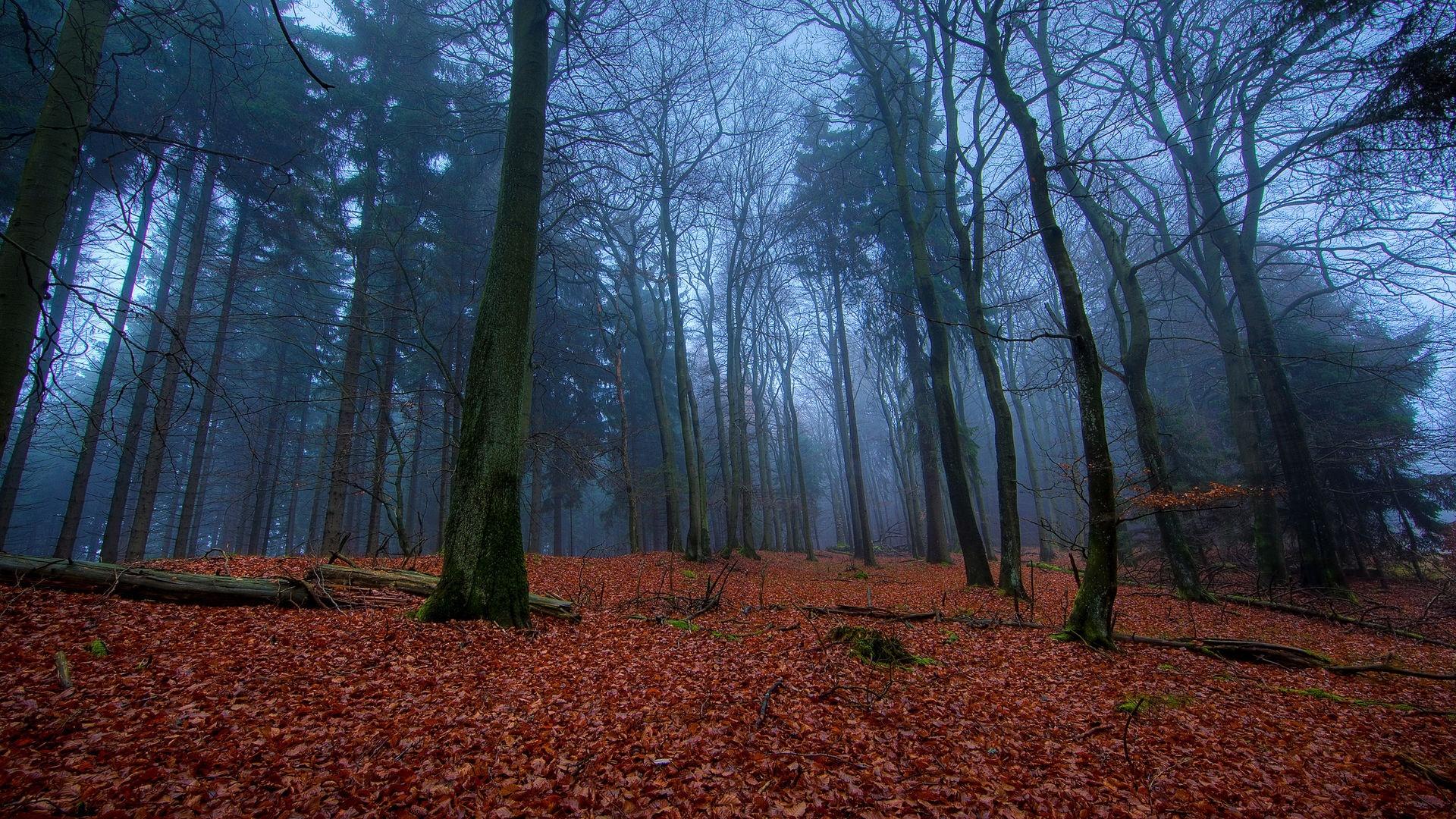 Dark Autumn Forest Wallpapers - Top Free Dark Autumn Forest Backgrounds ...