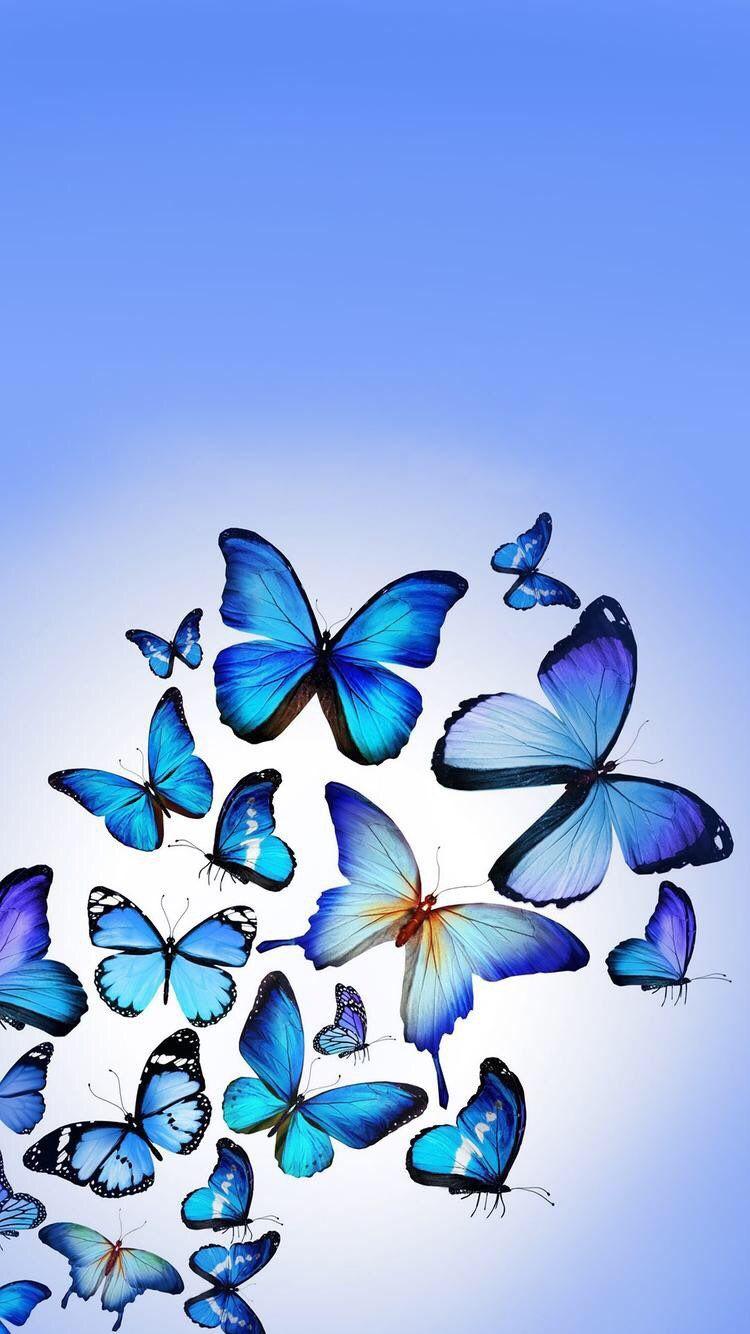 Android Butterfly Wallpapers - Top Free Android Butterfly Backgrounds ...