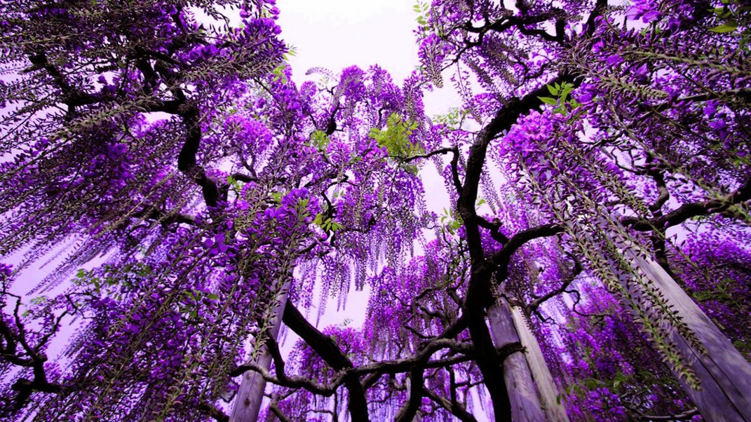 Purple Nature HD Desktop Wallpapers - Top Free Purple Nature HD Desktop ...