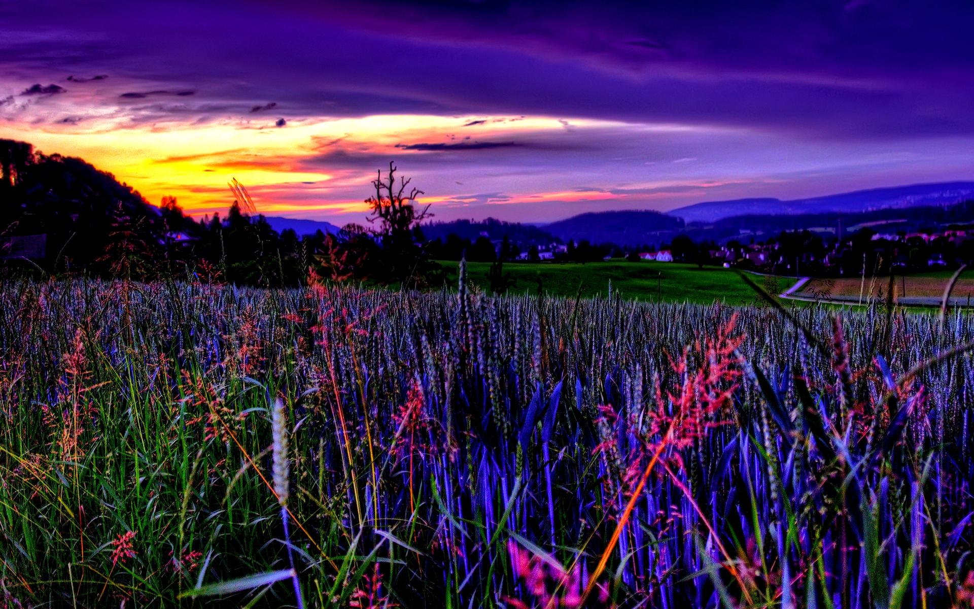 Purple Nature HD Desktop Wallpapers - Top Free Purple Nature HD Desktop ...