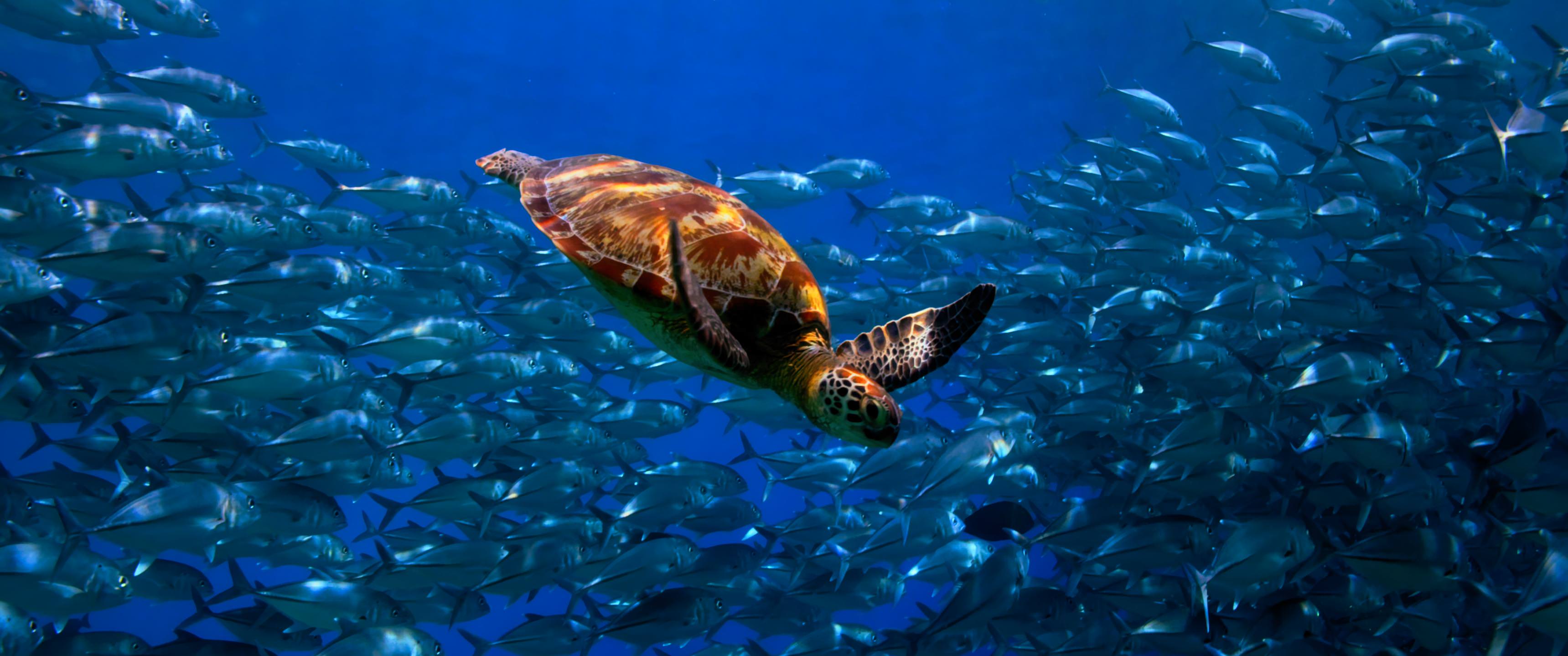 Blue Planet 2 Wallpapers - Top Free Blue Planet 2 Backgrounds ...