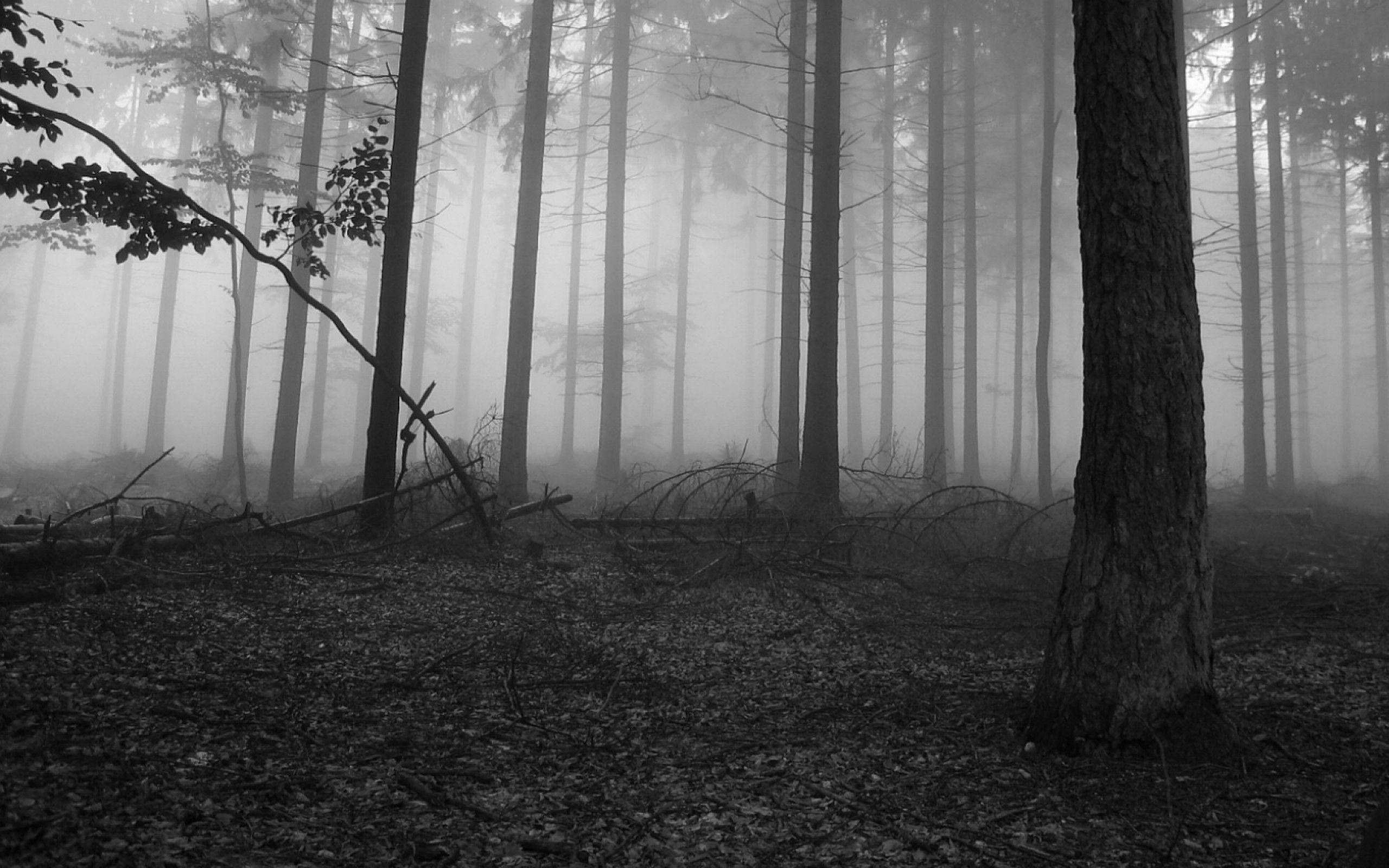 Dark Scary Forest Wallpapers - Top Free Dark Scary Forest Backgrounds ...