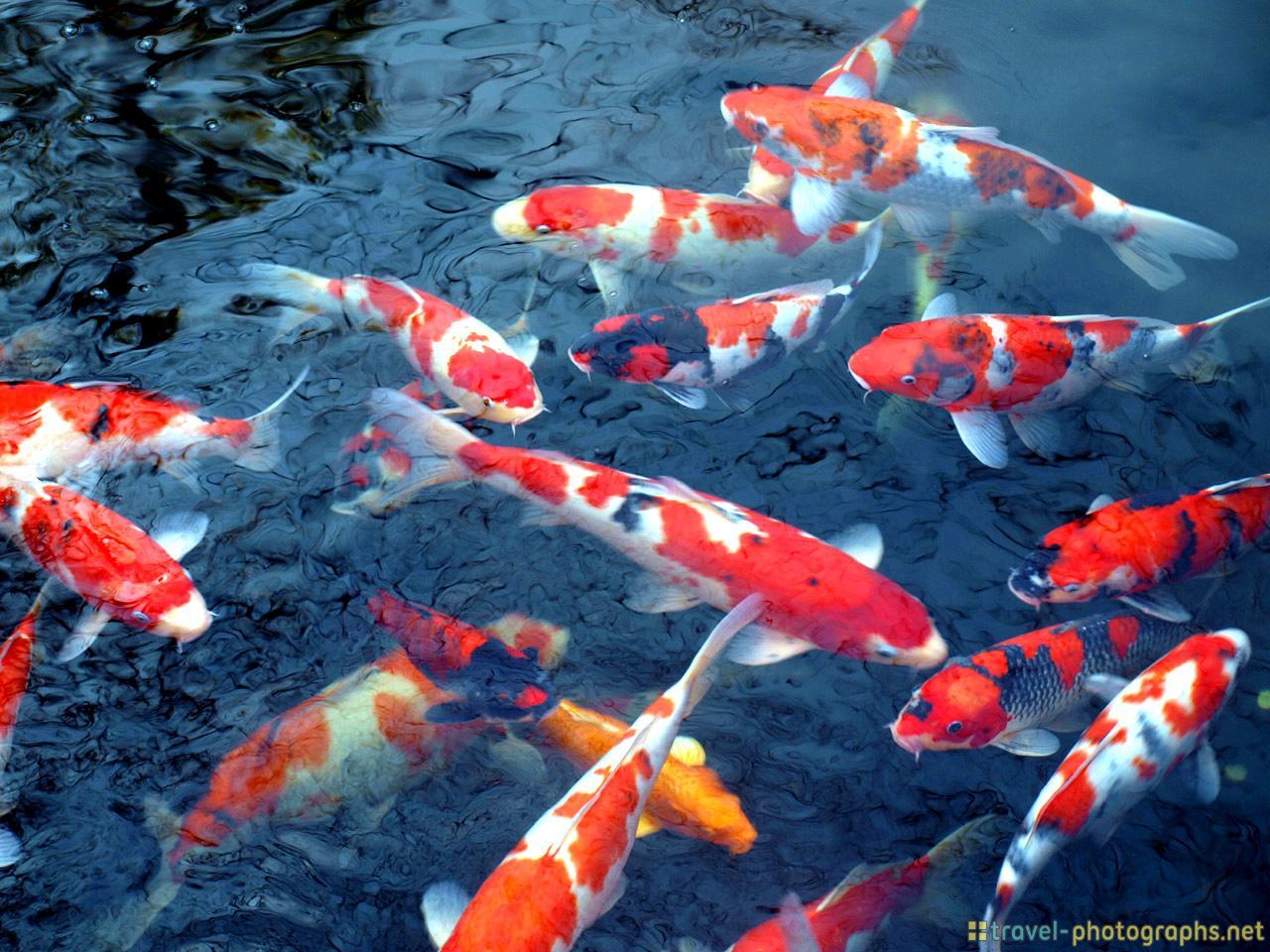3D Koi Wallpapers - Top Free 3D Koi Backgrounds - WallpaperAccess