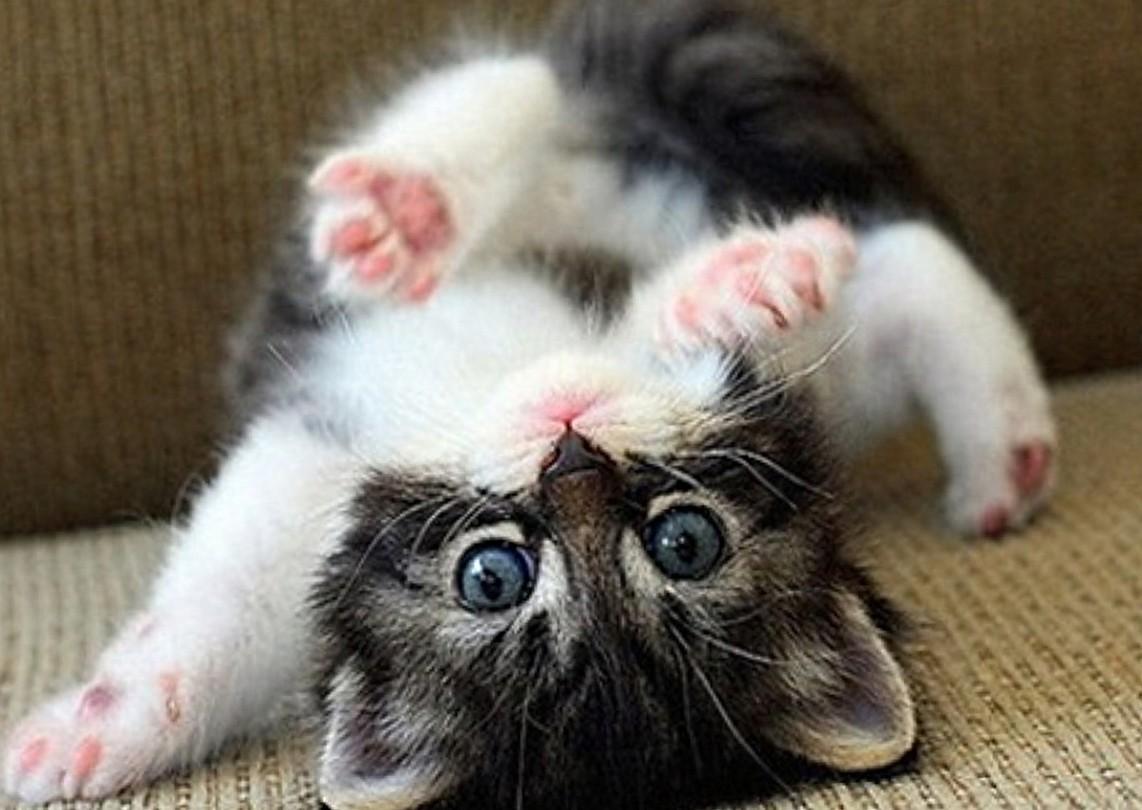 Cute Animal Computer Wallpapers - Top Free Cute Animal Computer ...