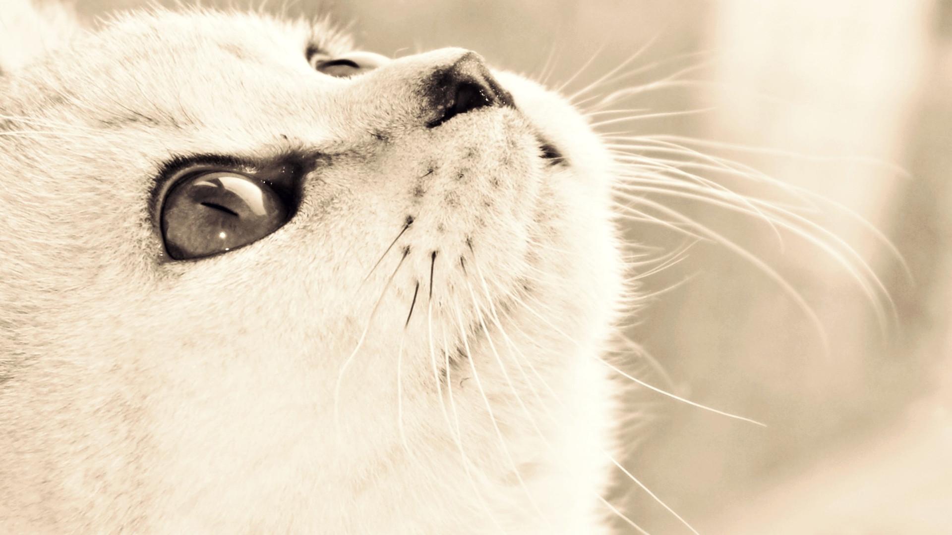 Cute Animal Computer Wallpapers - Top Free Cute Animal Computer ...