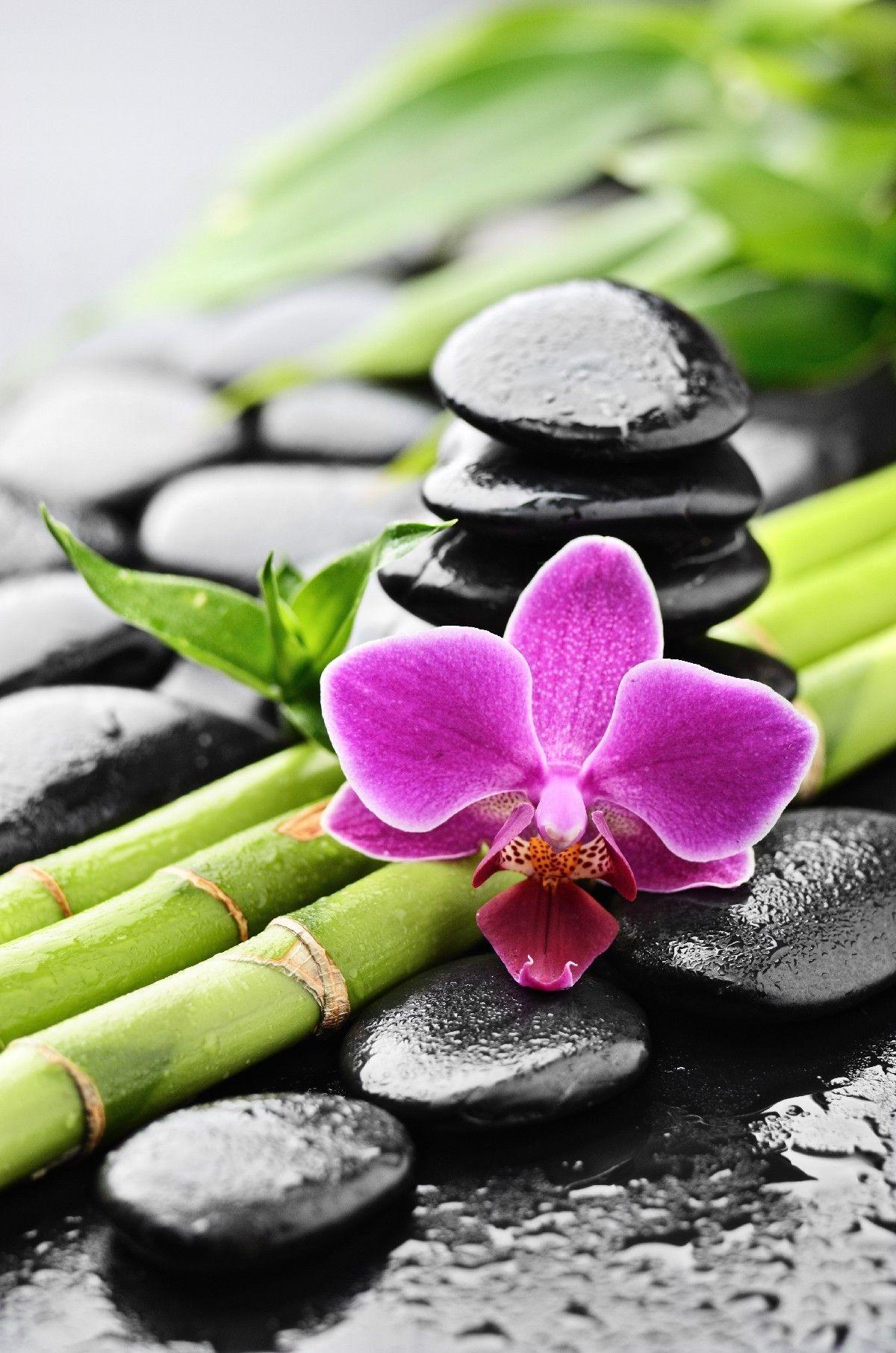 Orchid Stones Bamboo Wallpapers - Top Free Orchid Stones Bamboo ...