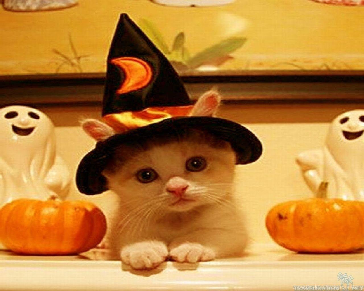 Halloween Kitten Wallpapers - Top Free Halloween Kitten Backgrounds ...