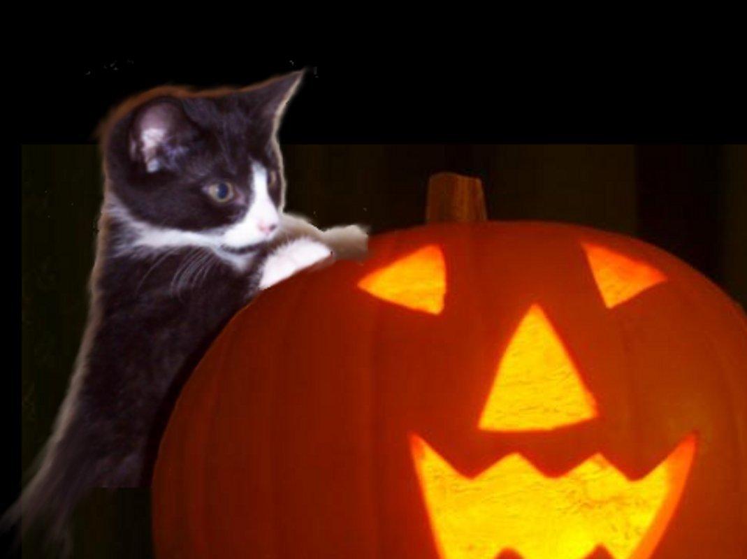 Halloween Kitten Wallpapers - Top Free Halloween Kitten Backgrounds ...