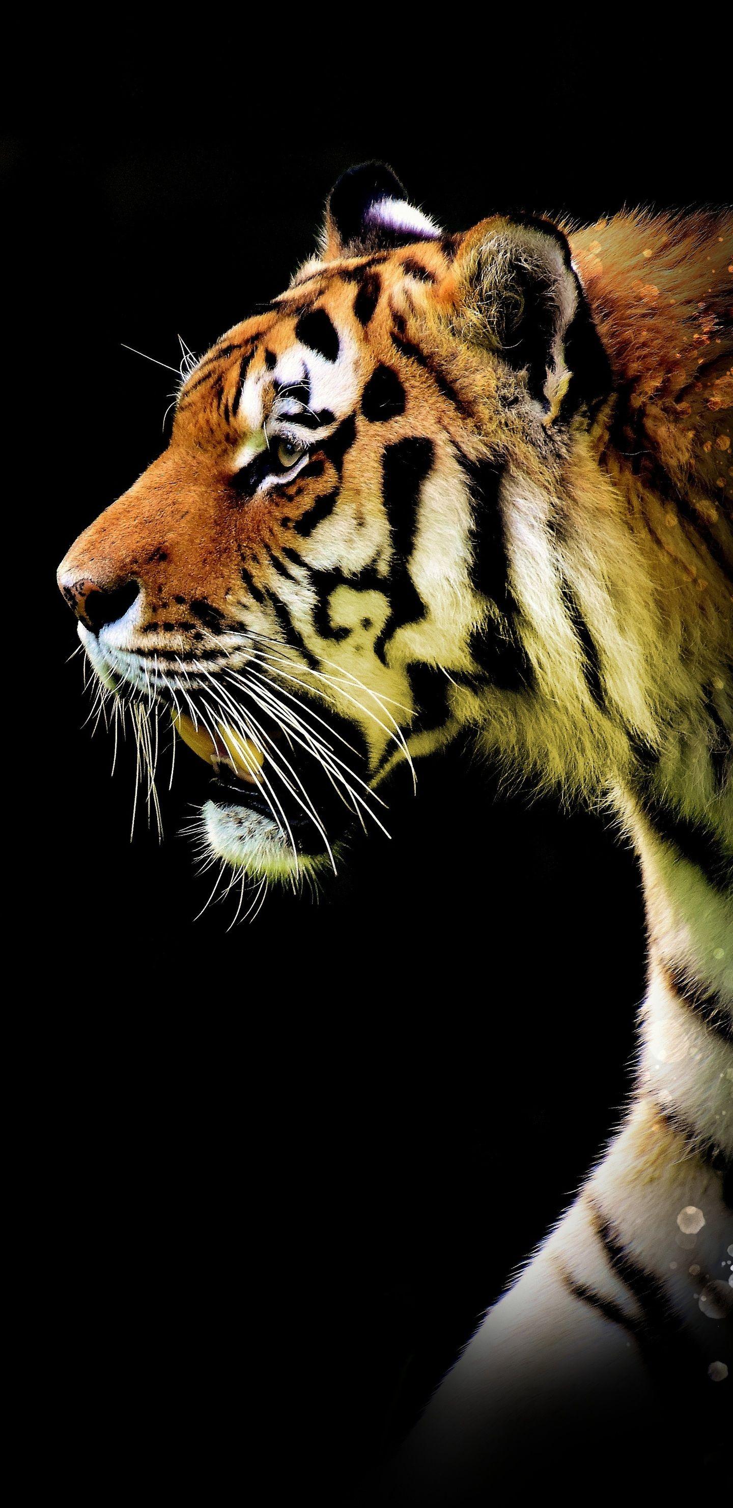 Abstract Tiger HD Wallpapers - Top Free Abstract Tiger HD Backgrounds ...