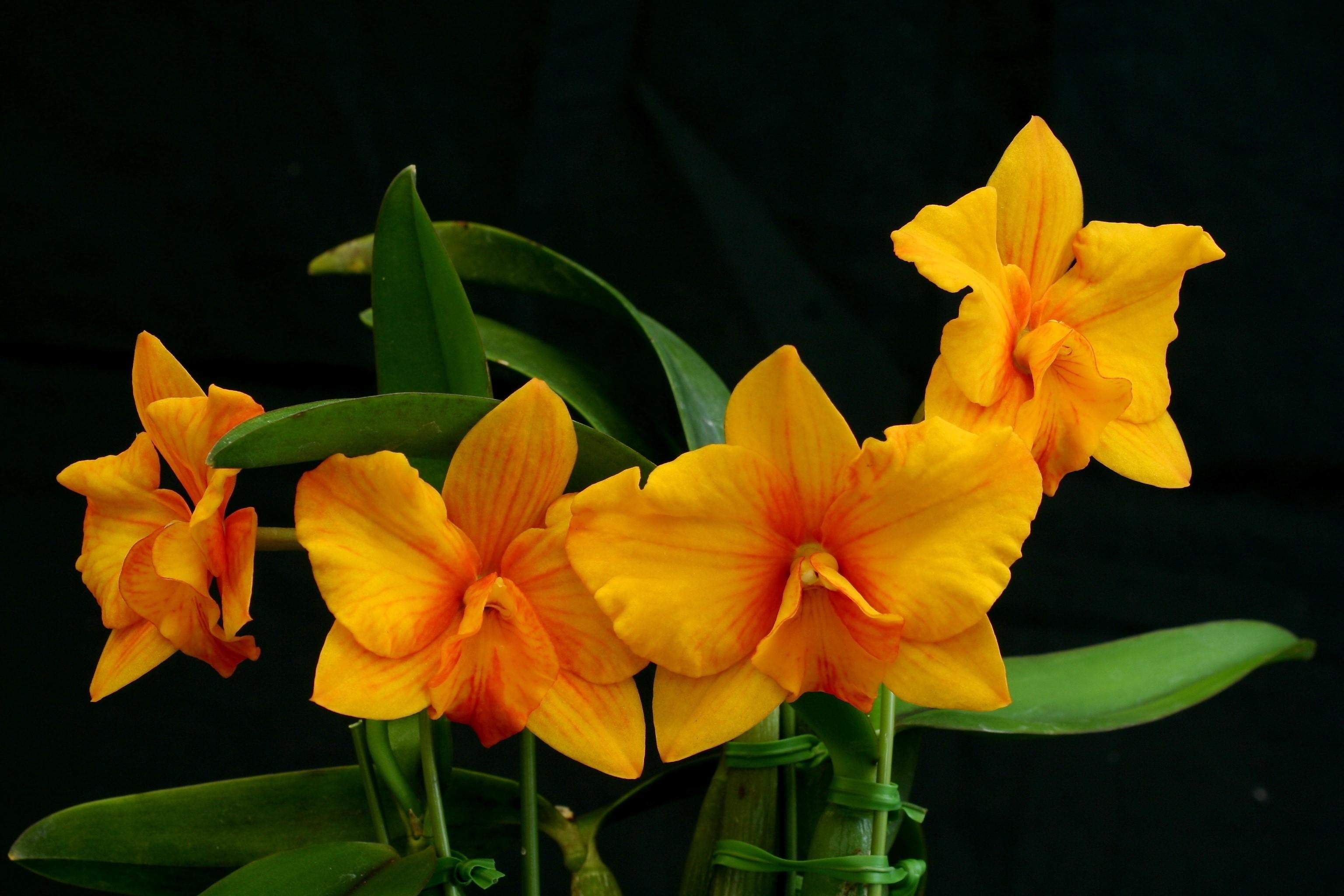 Orange Orchids Wallpapers - Top Free Orange Orchids Backgrounds ...