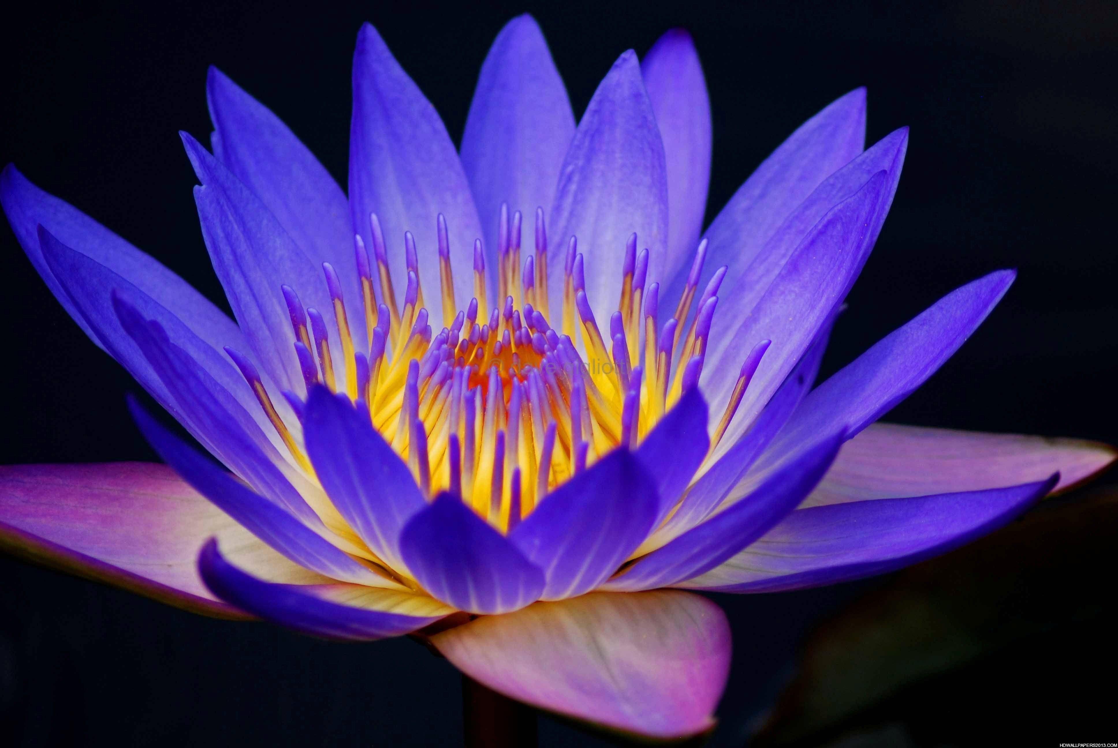 Blue Lotus Wallpapers - Top Free Blue Lotus Backgrounds - WallpaperAccess