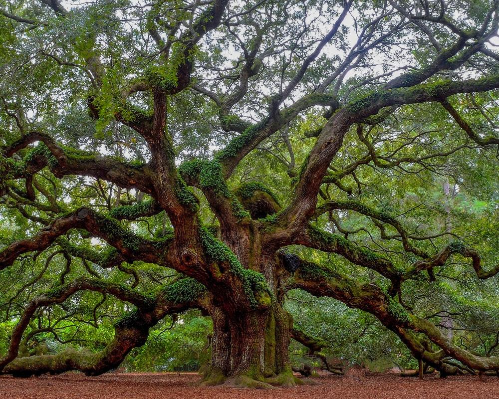Under The Oak Tree Wallpapers - Top Free Under The Oak Tree Backgrounds ...