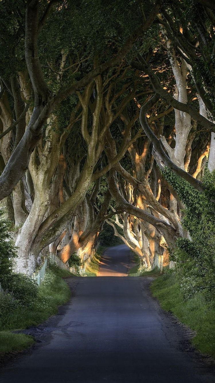 Under The Oak Tree Wallpapers - Top Free Under The Oak Tree Backgrounds ...