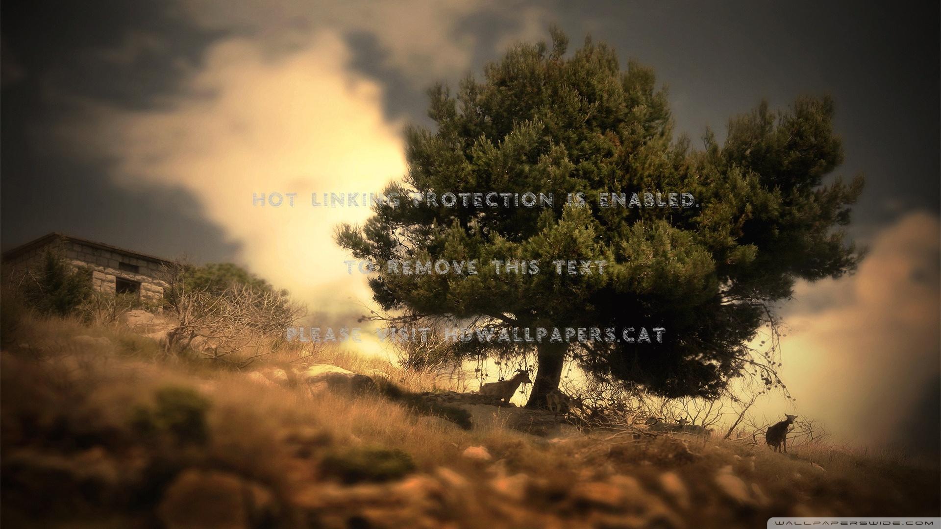 Under The Oak Tree Wallpapers - Top Free Under The Oak Tree Backgrounds ...