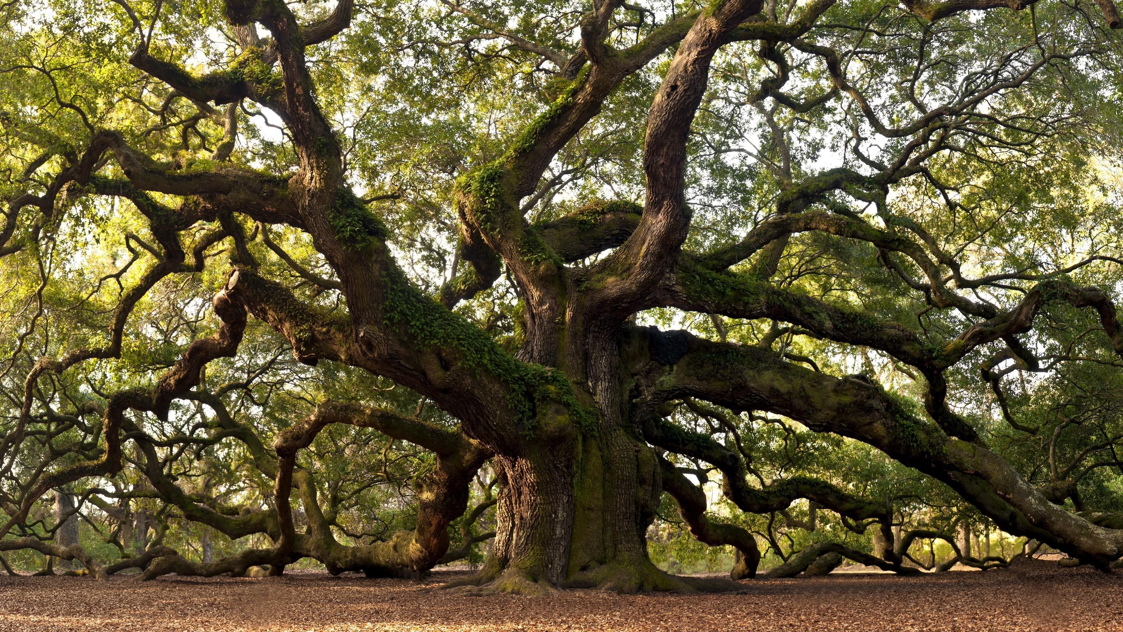Under The Oak Tree Wallpapers - Top Free Under The Oak Tree Backgrounds ...