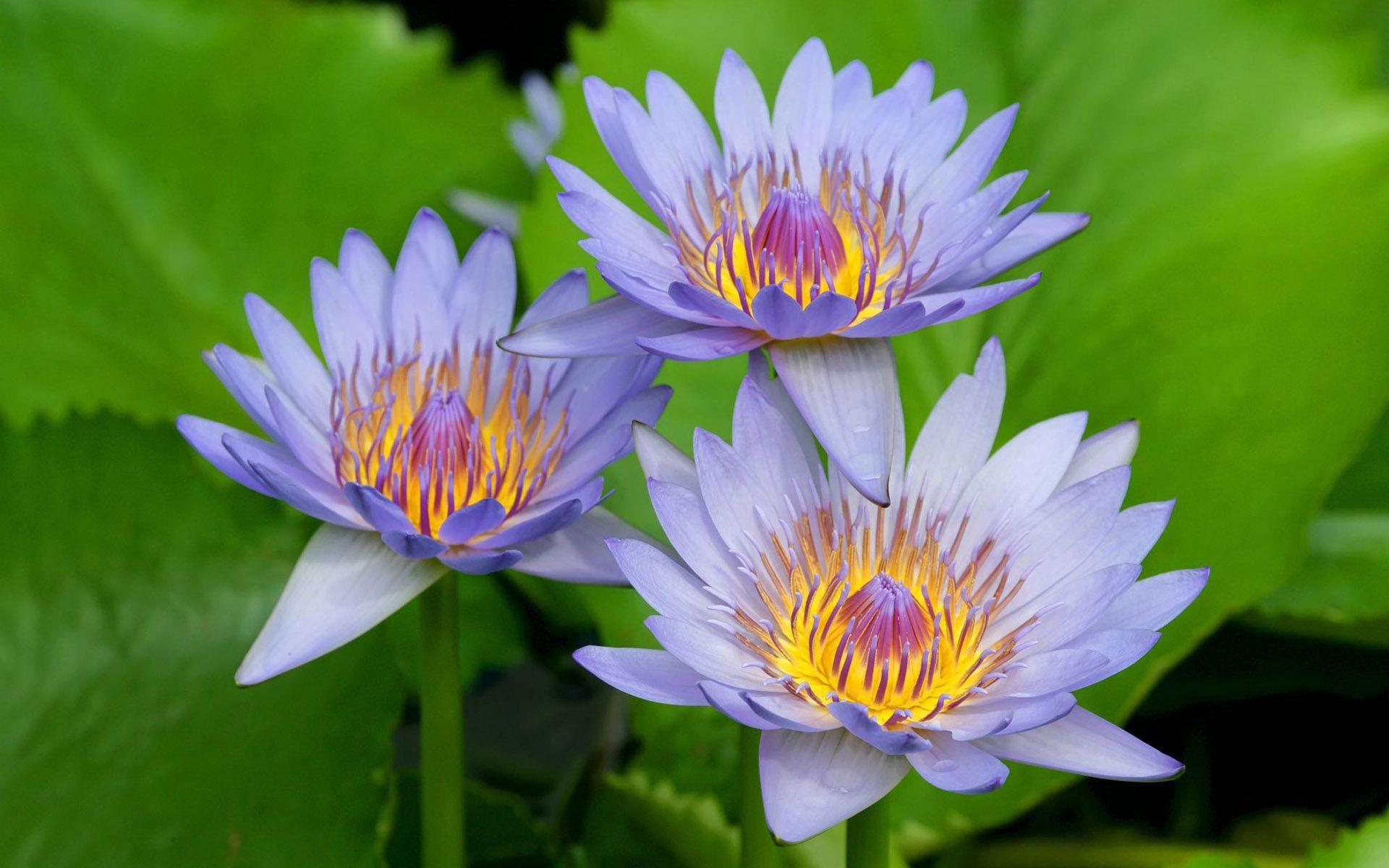 Blue Lotus Wallpapers - Top Free Blue Lotus Backgrounds - WallpaperAccess