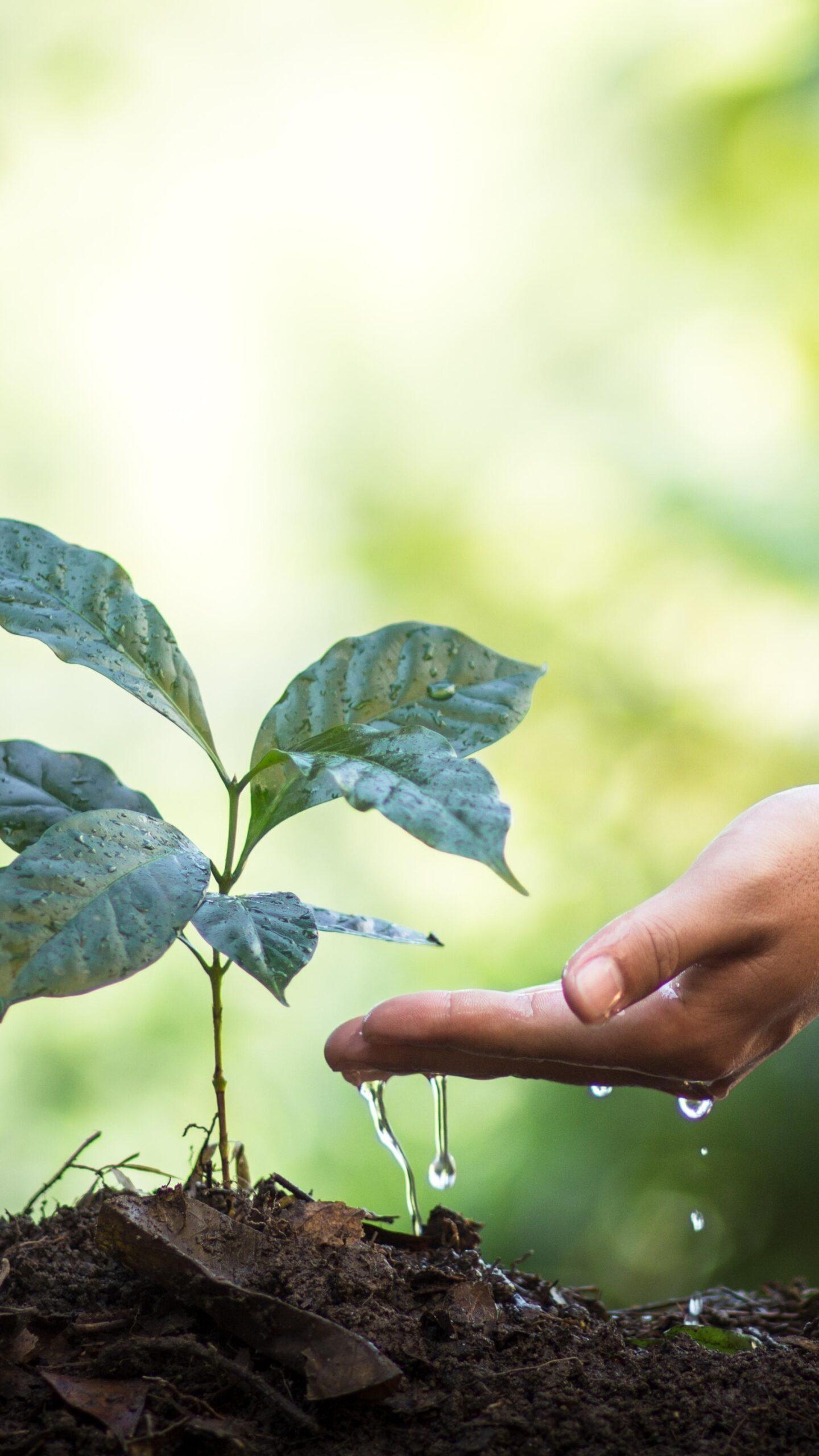 Tree Planting Wallpapers - Top Free Tree Planting Backgrounds ...