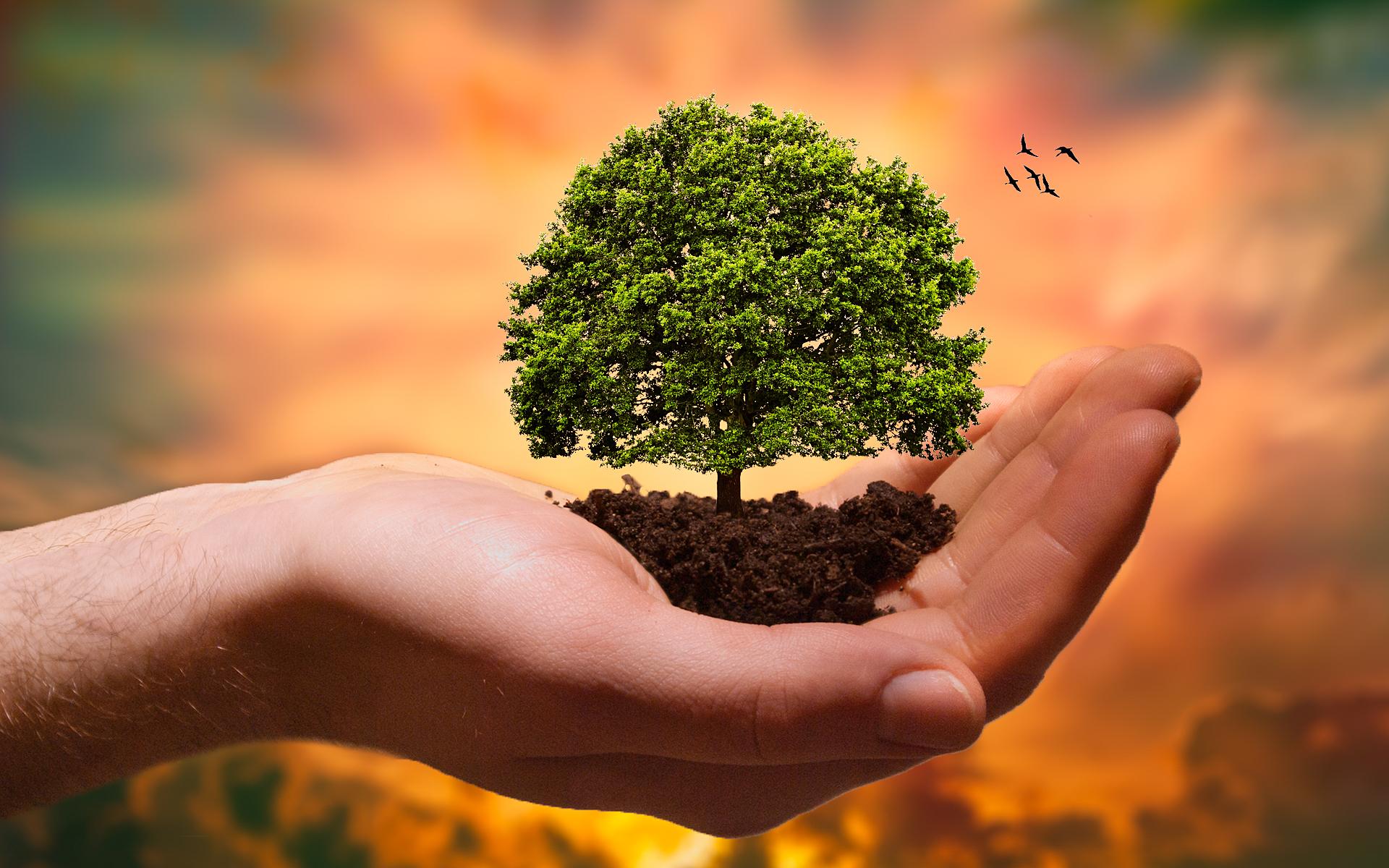 Tree Planting Wallpapers - Top Free Tree Planting Backgrounds ...