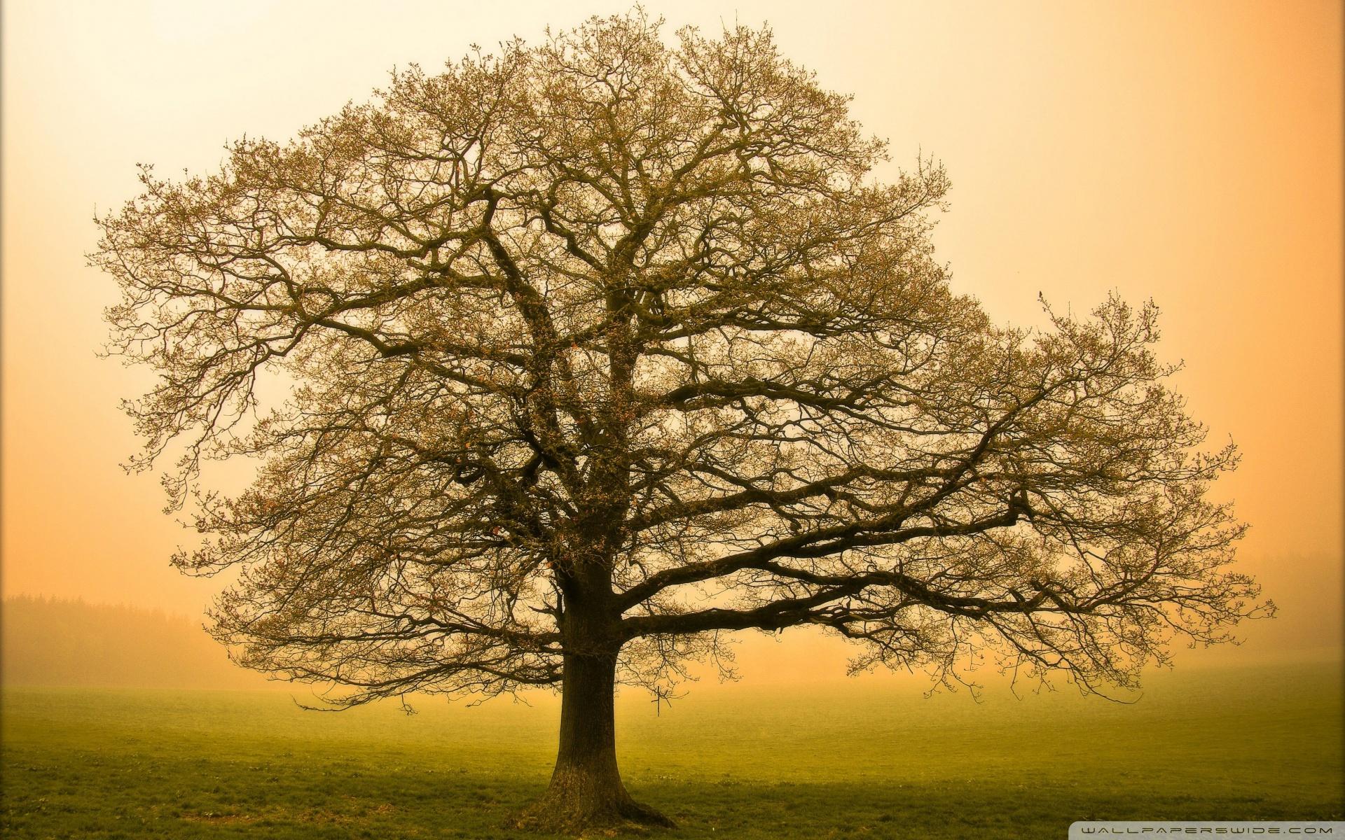 Tree Planting Wallpapers - Top Free Tree Planting Backgrounds ...