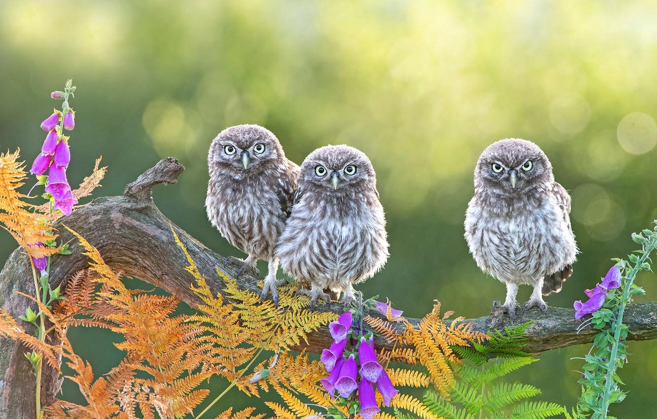 Cute Summer Owl Wallpapers - Top Free Cute Summer Owl Backgrounds ...
