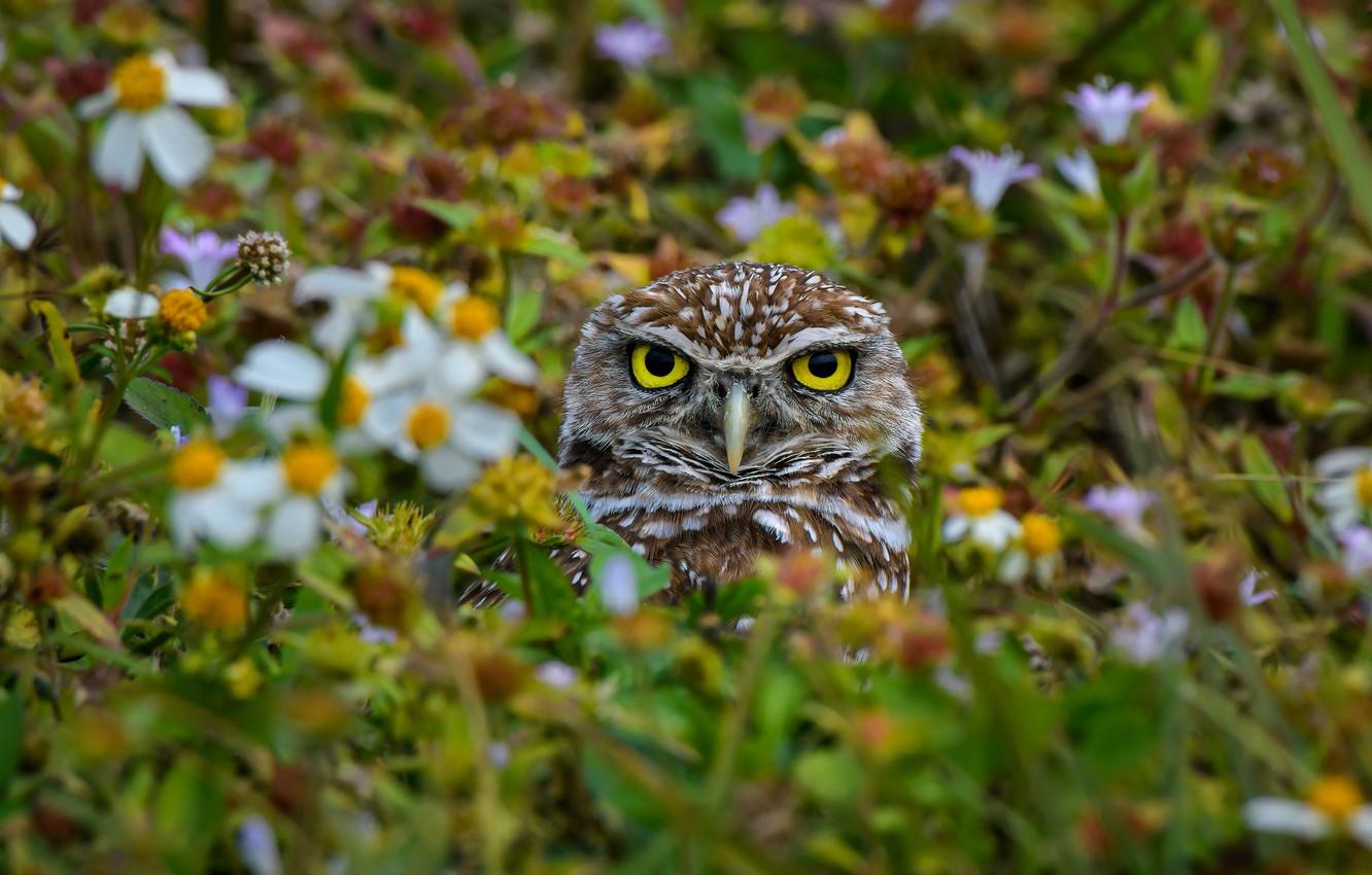 Cute Summer Owl Wallpapers - Top Free Cute Summer Owl Backgrounds ...